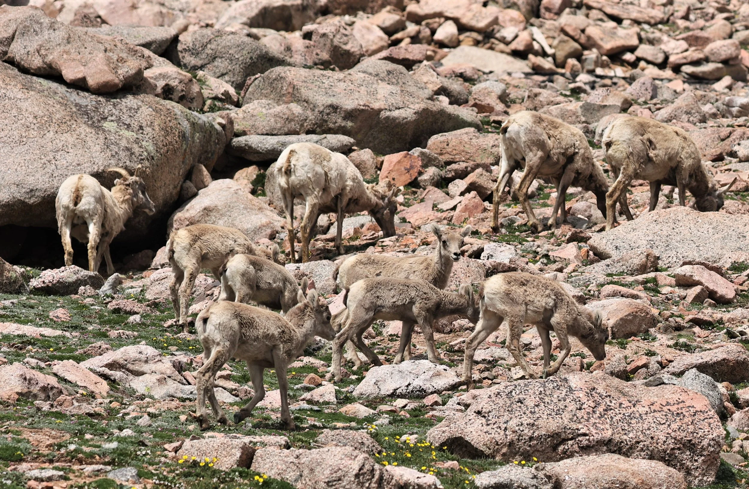 Genus Ovis Bighorn Sheep — Coke Smith Wildlife