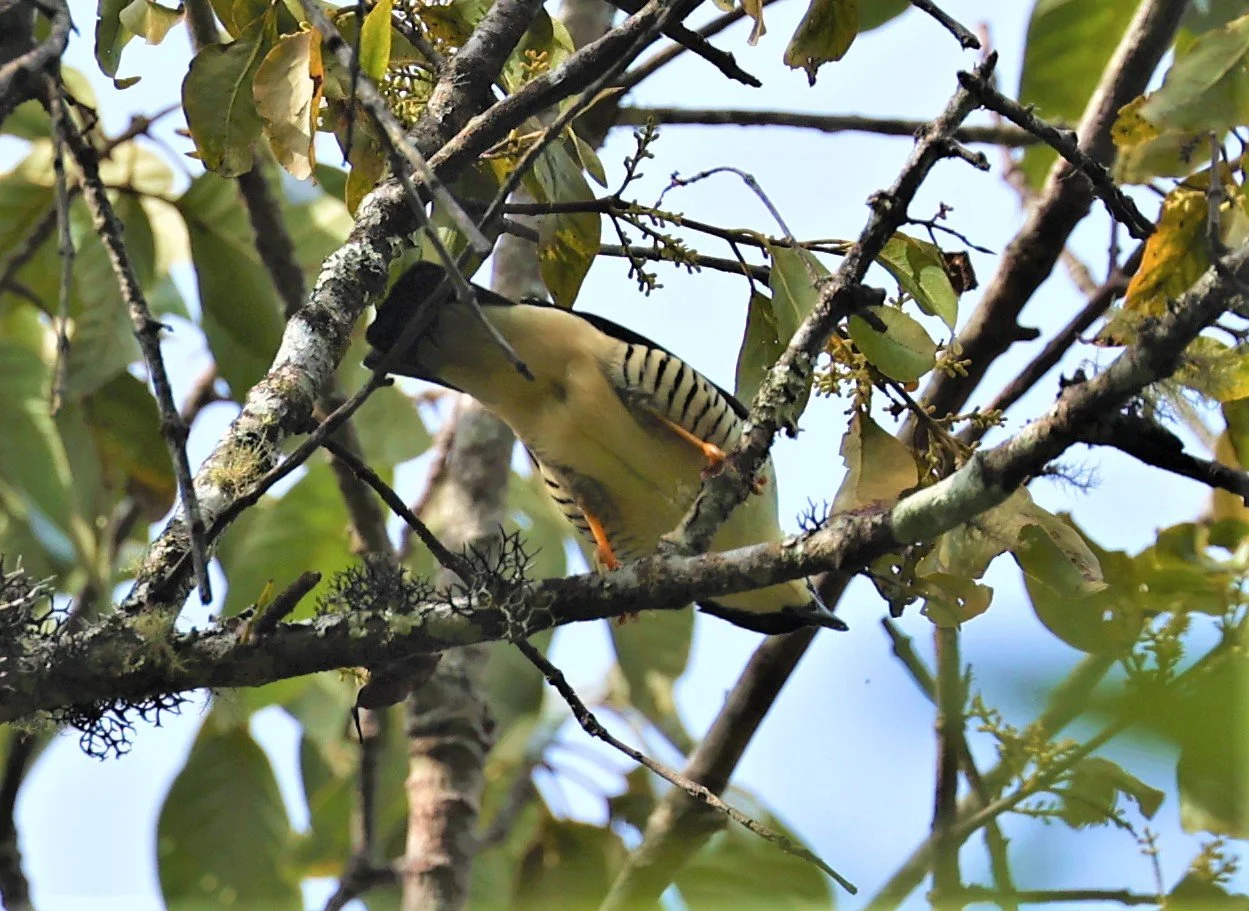 Himalayan Cutia (Cutia nipalensis) Thailand — Coke Smith Wildlife