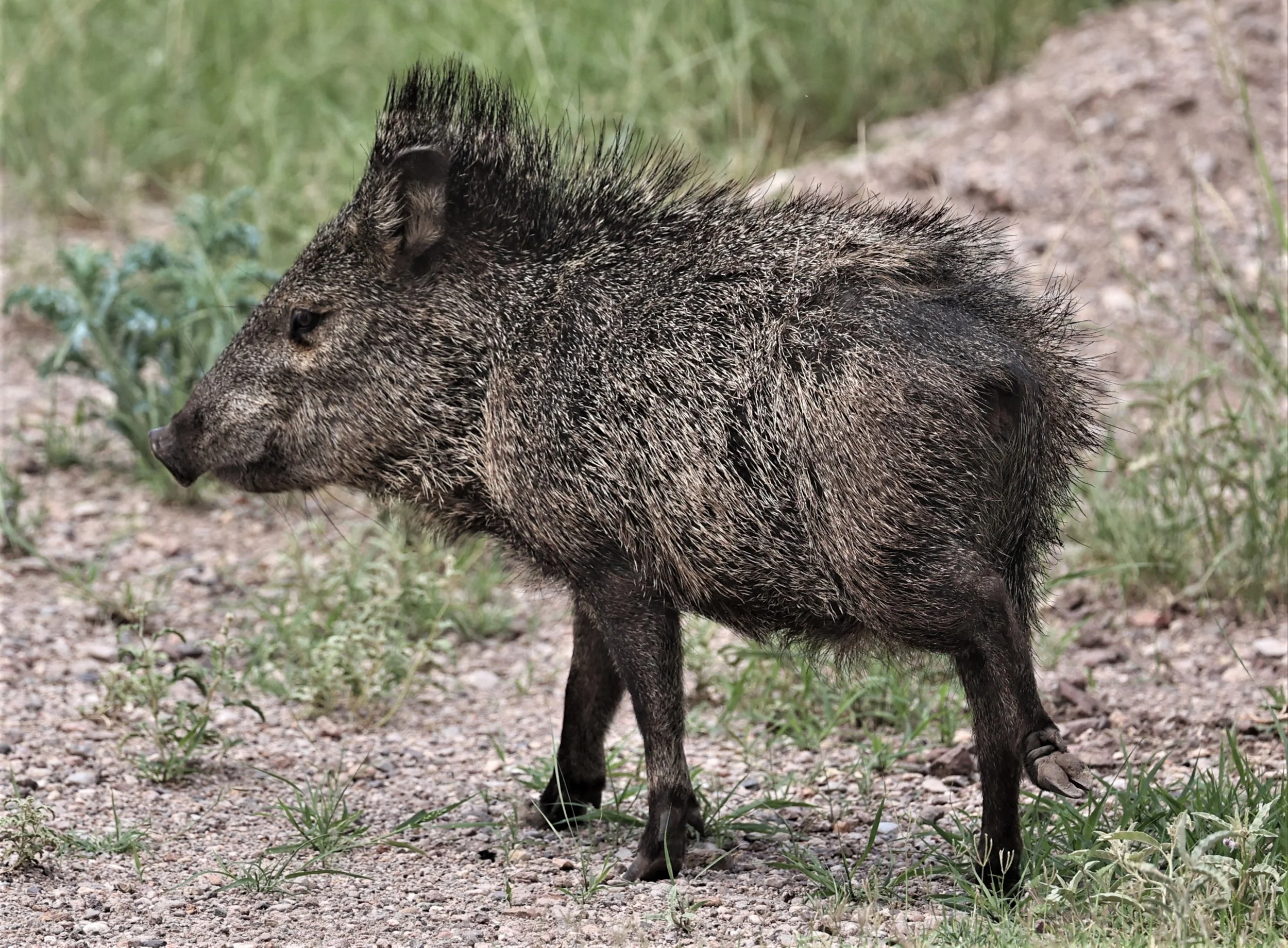 Dicotyles tajacu Collared Peccary Javelina — Coke Smith Wildlife