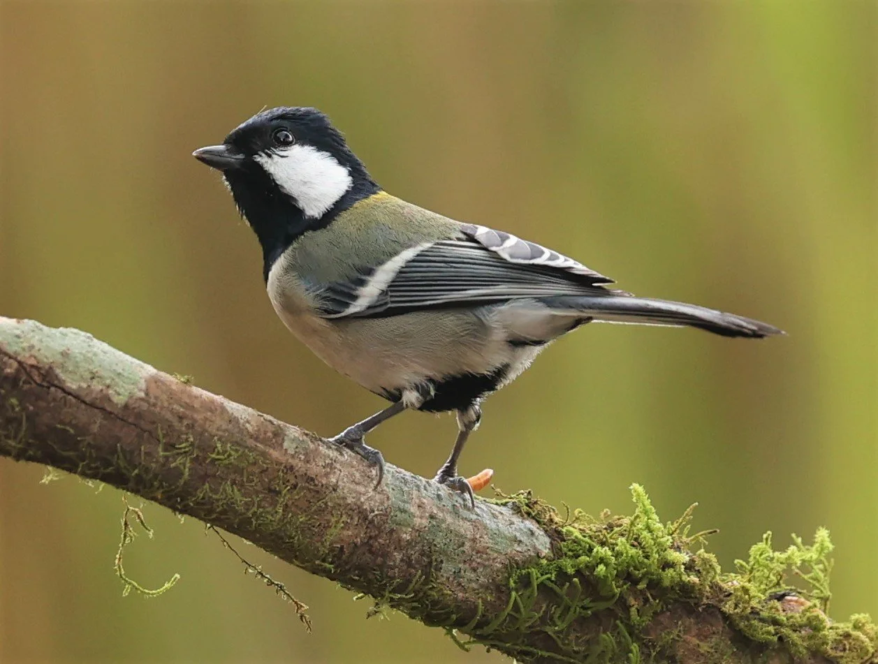 Genus Parus Tits — Coke Smith Wildlife
