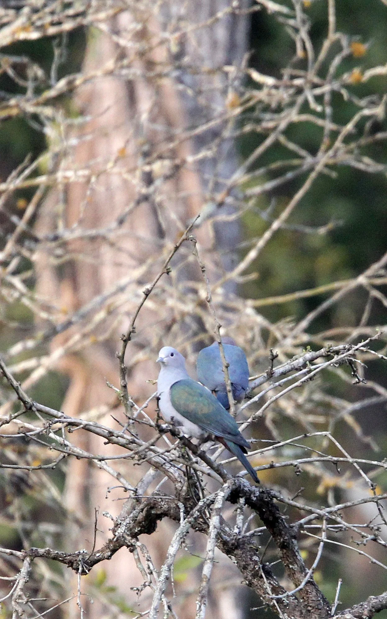 Genus Ducula Imperial Pigeons — Coke Smith Wildlife