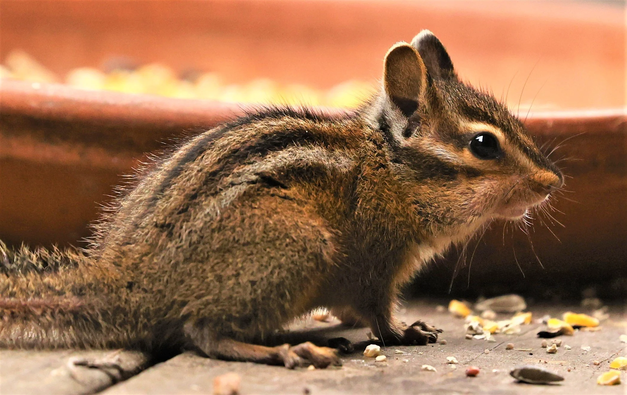 Genus Neotamias Western Chipmunks — Coke Smith Wildlife