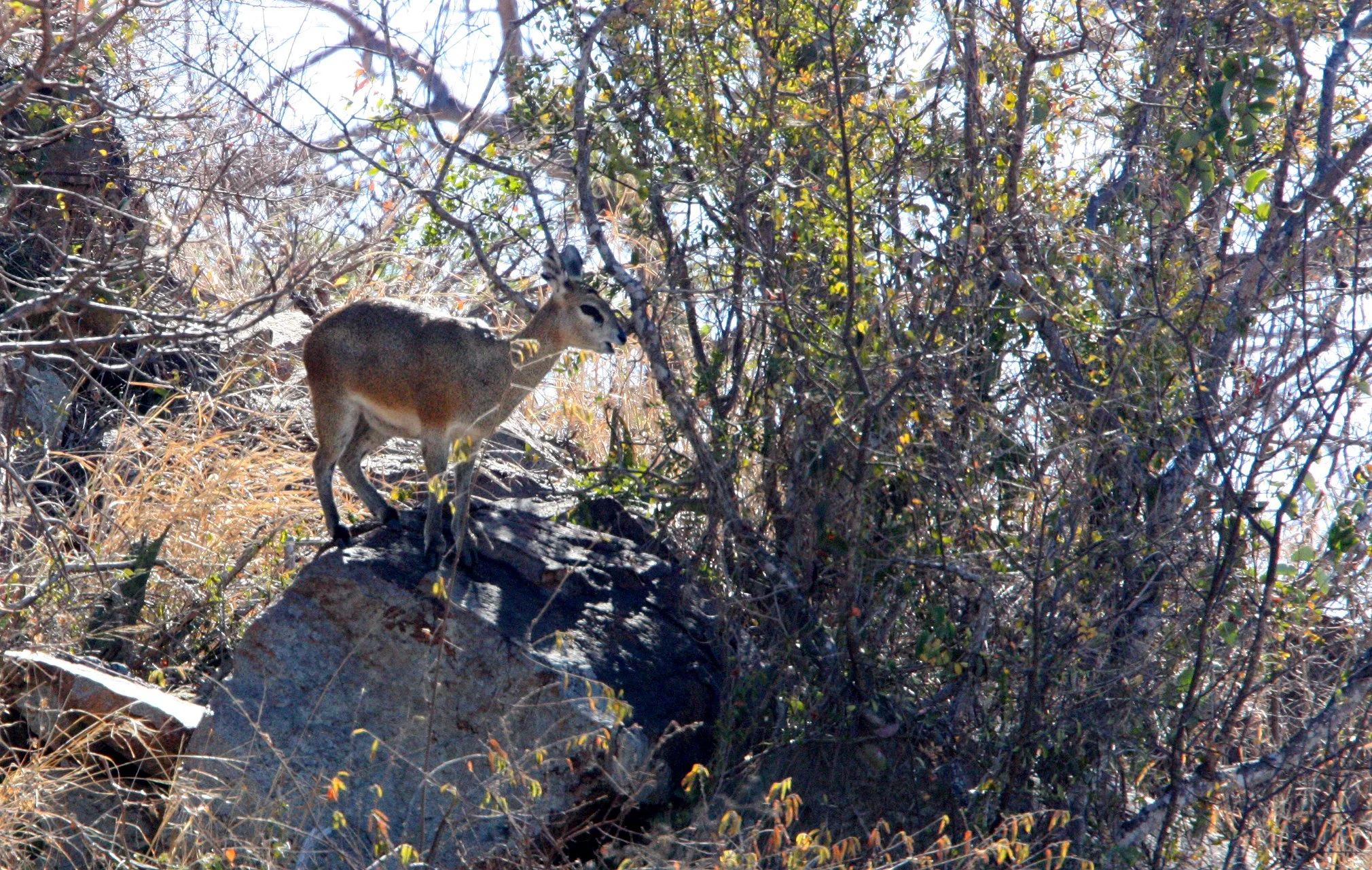Oreotraginae Klipspringers — Coke Smith Wildlife