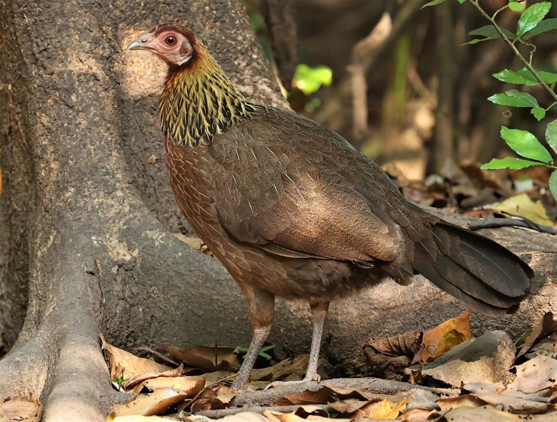 Genus Gallus, Jungle Fowl — Coke Smith Wildlife