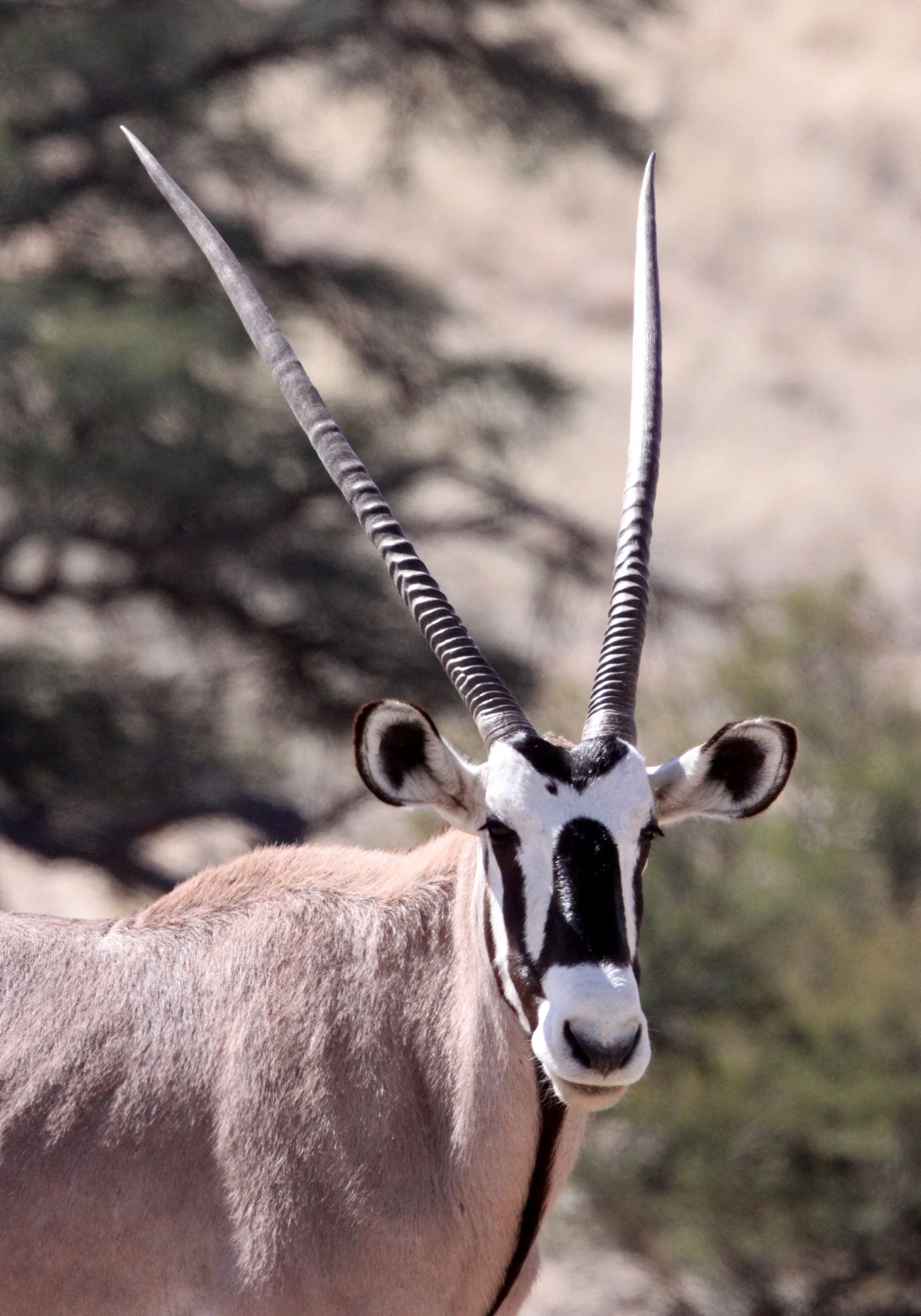 Genus Oryx gazella Gemsbok — Coke Smith Wildlife