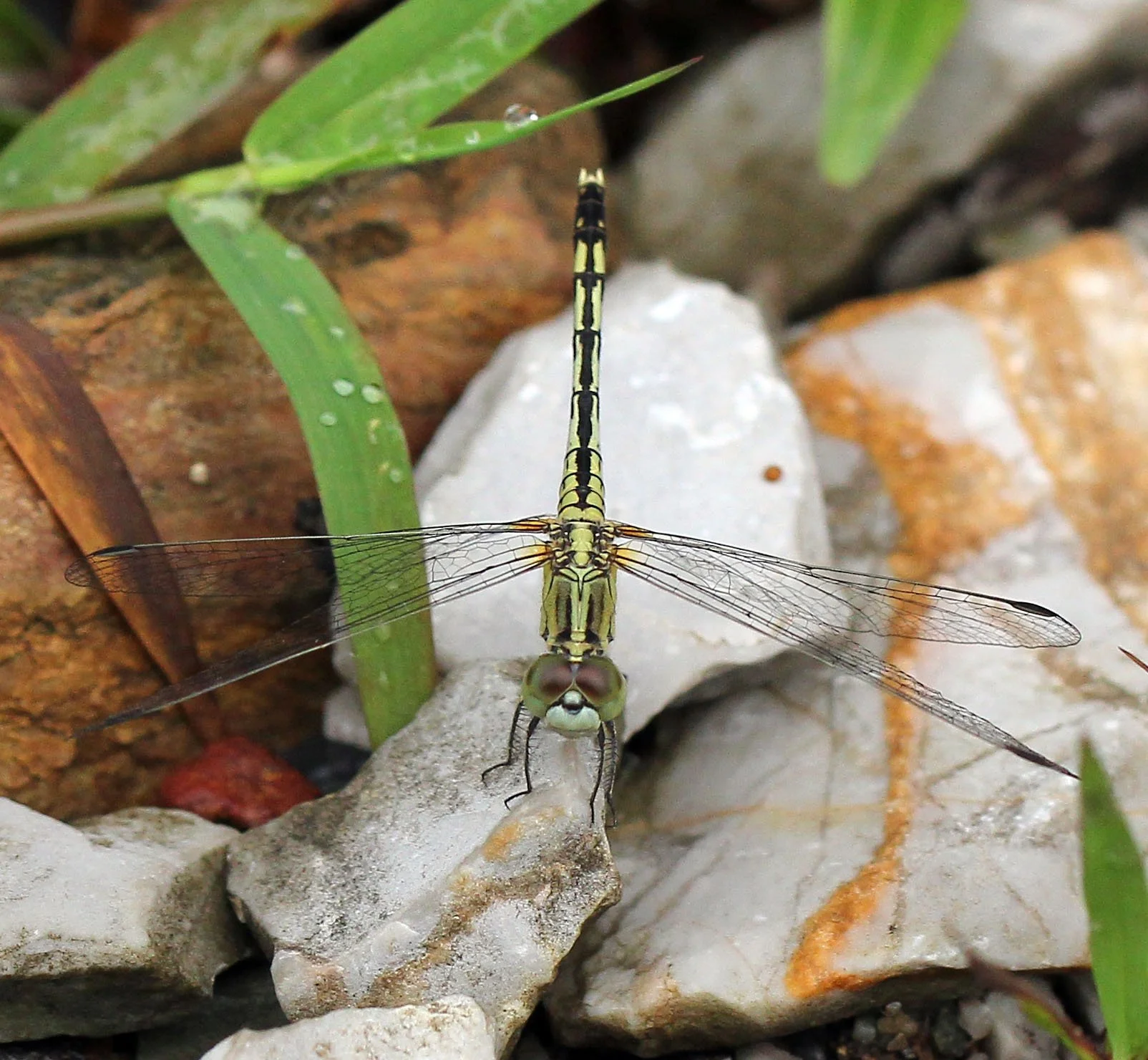 Order Odonata - Damselflies & Dragonflies — Coke Smith Wildlife