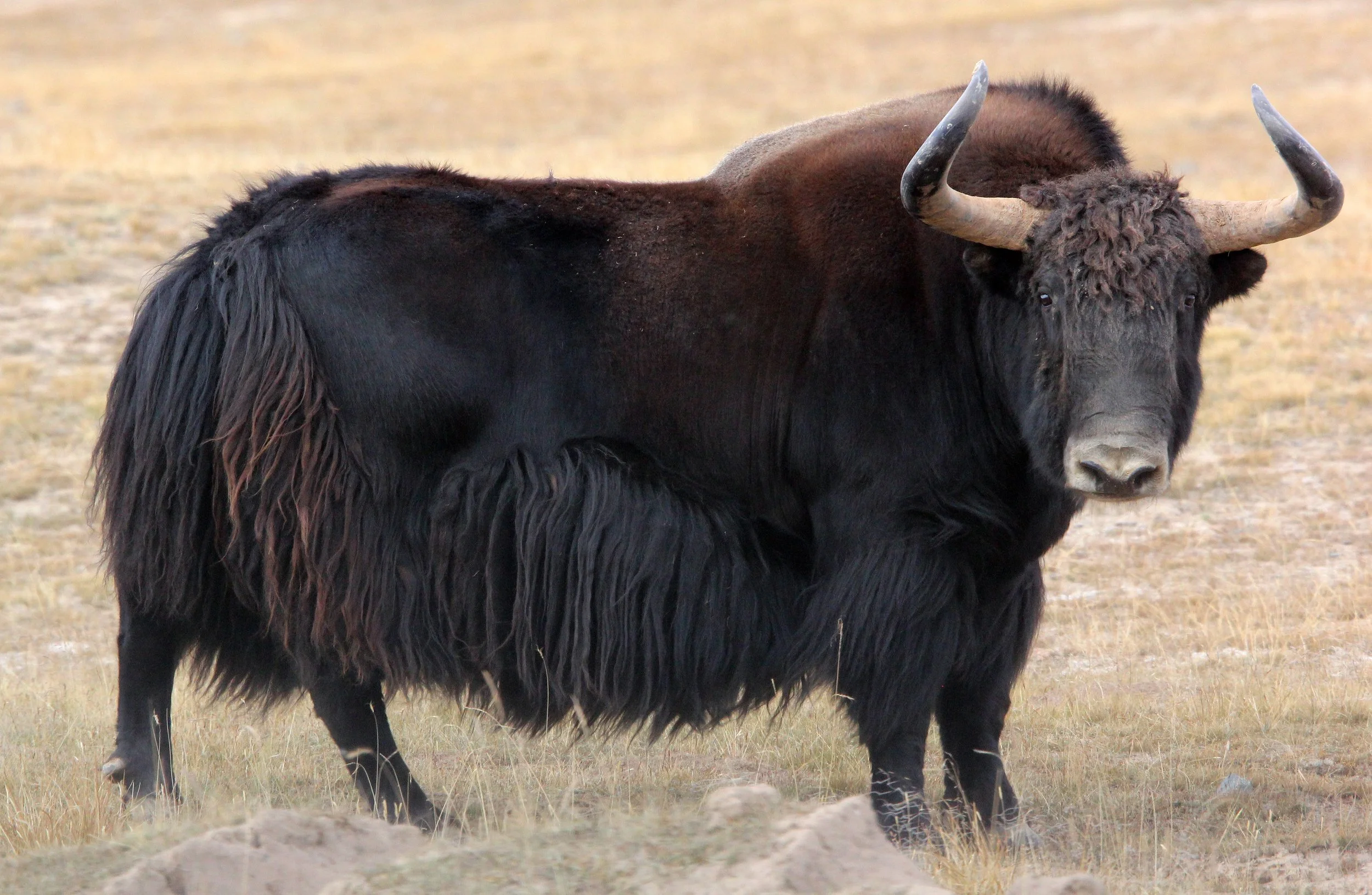 Bos mutus — Coke Smith Wildlife