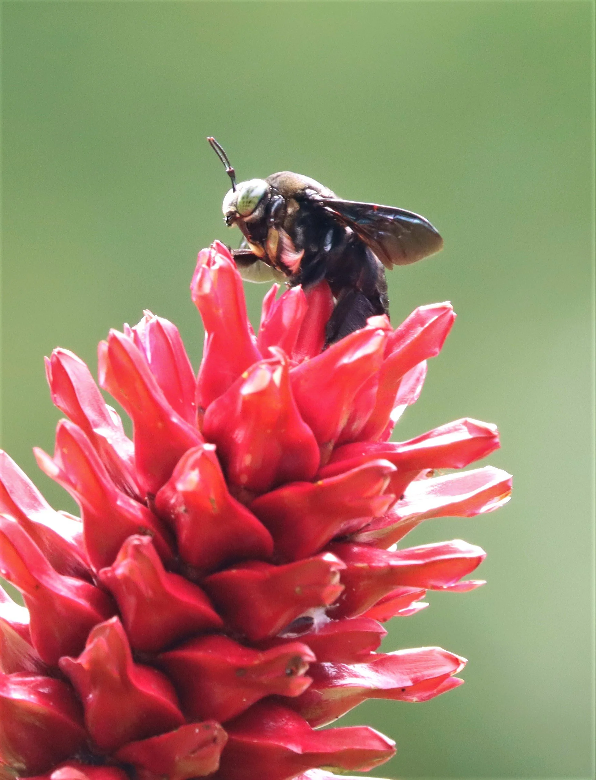 Order Hymenoptera — Coke Smith Wildlife