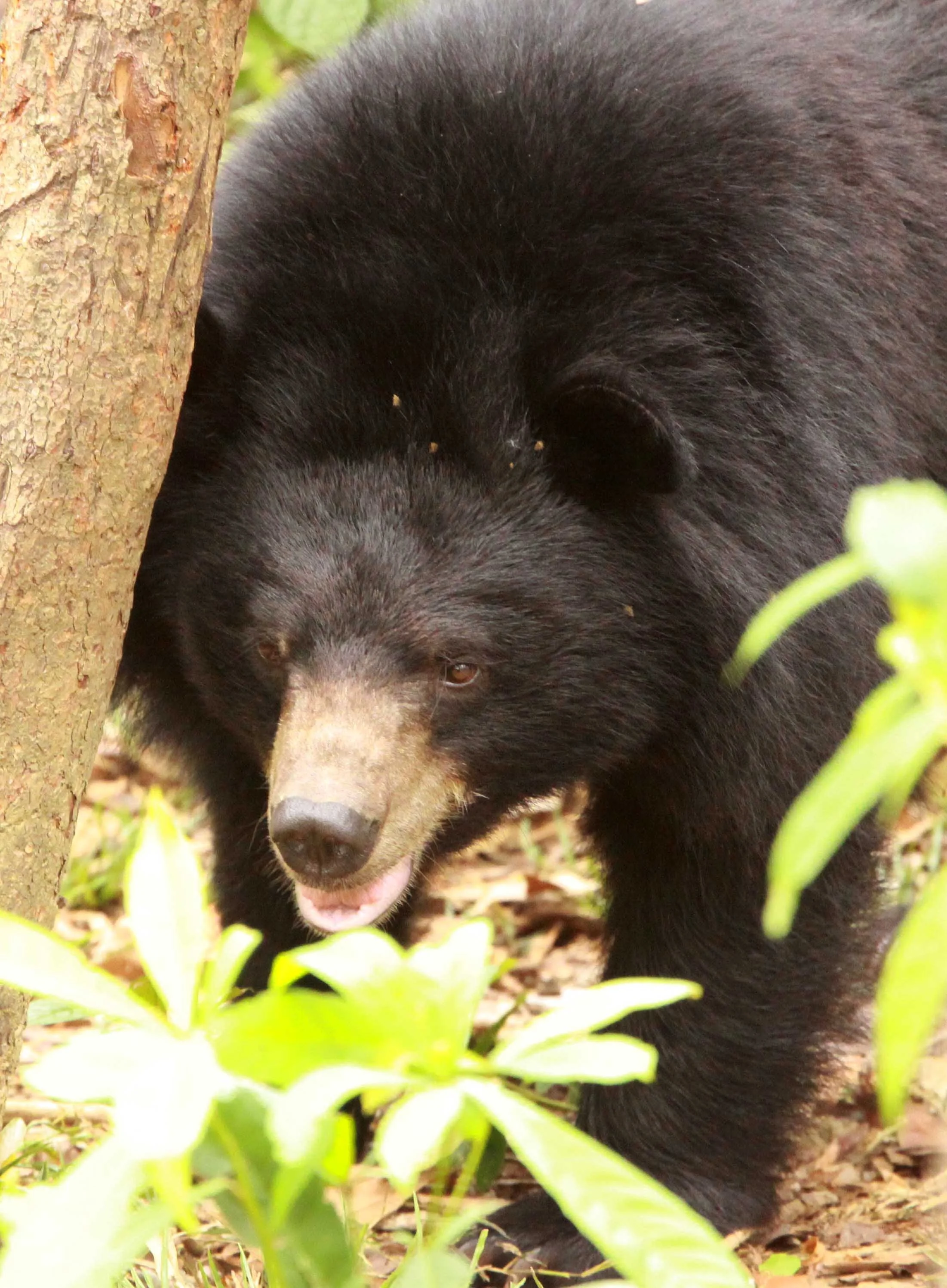 Ursus thibetanus Asian Black Bear — Coke Smith Wildlife