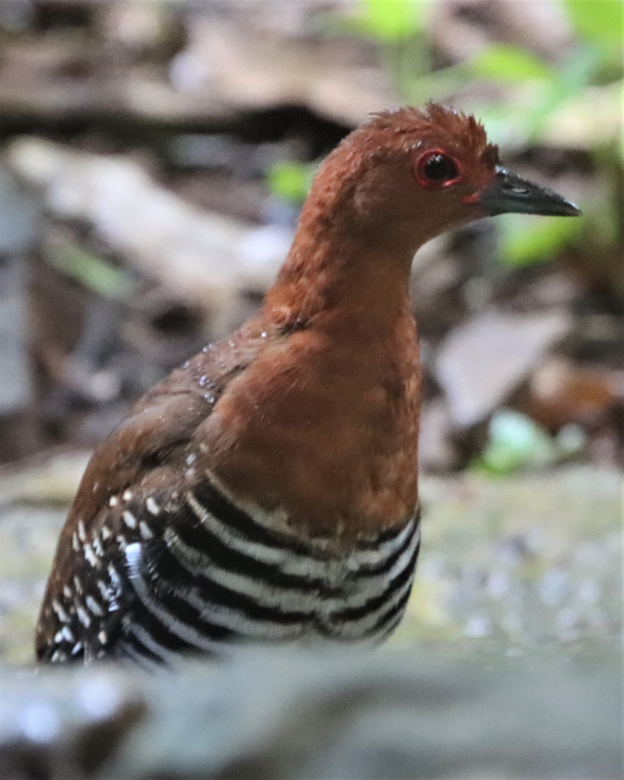 Red-legged Crake (Rallina fasciata) Neung Hide nr Kaeng Krachan NP ...