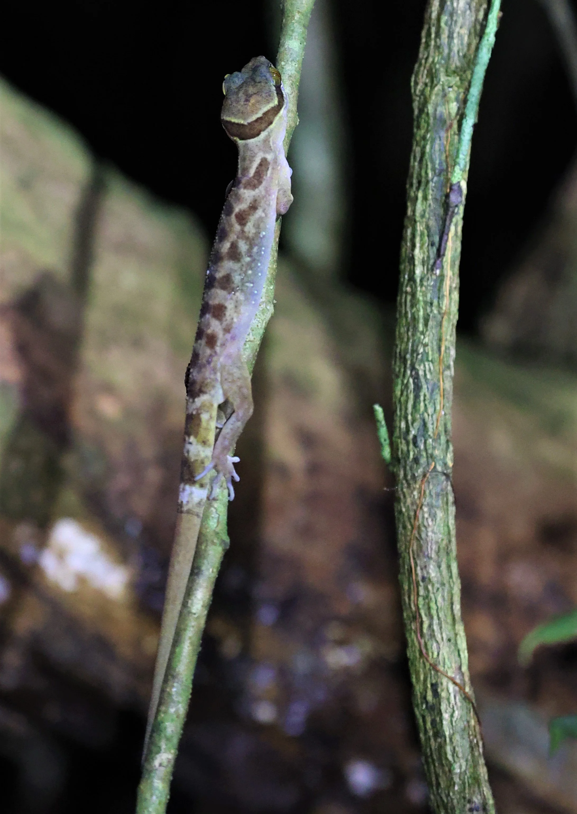 Family Gekkonidae - Geckos — Coke Smith Wildlife