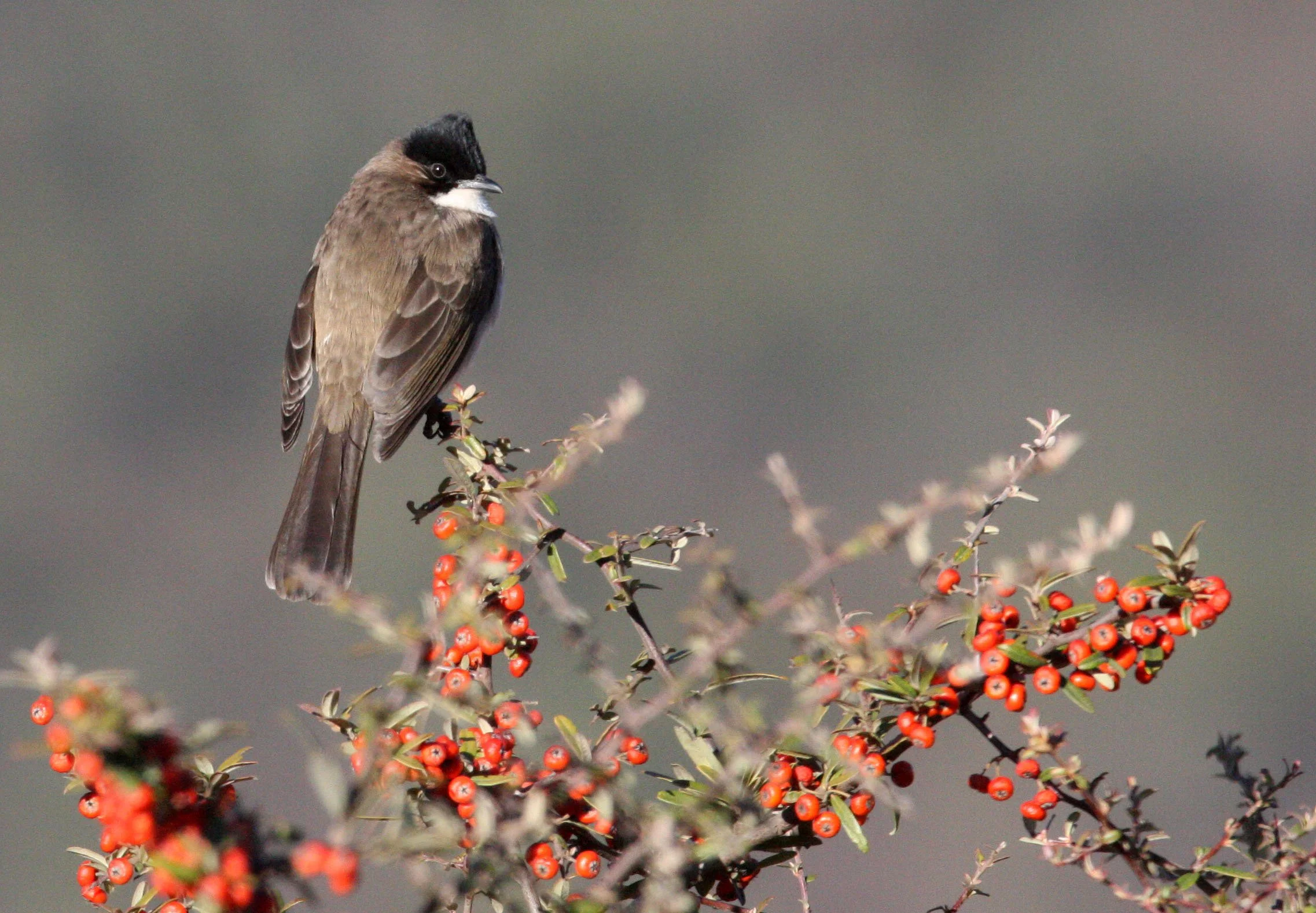 Brown-breasted Bulbul (Pycnonotus xanthorrhous) — Coke Smith Wildlife