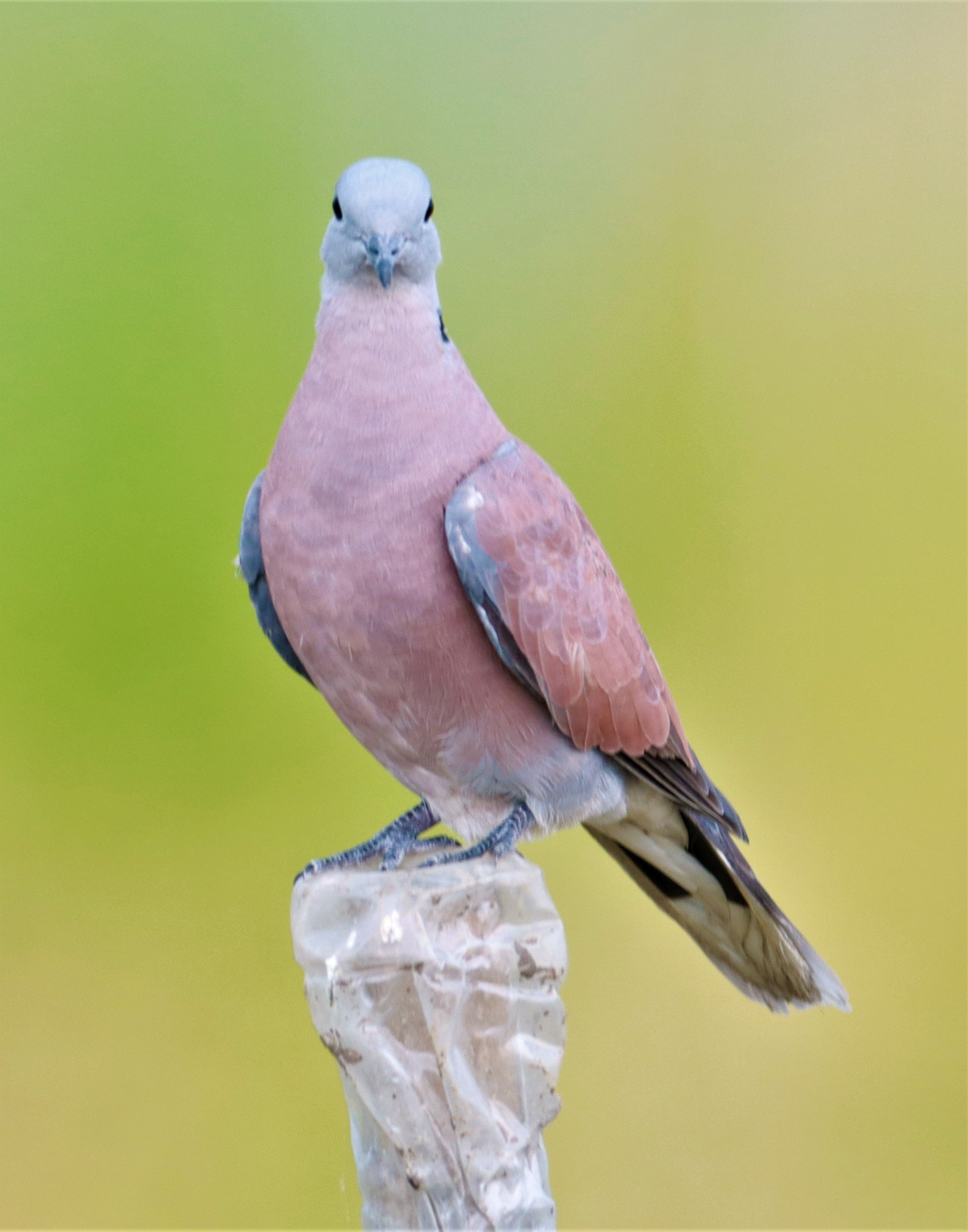 Genus Streptopelia Mourning & Turtle Doves — Coke Smith Wildlife