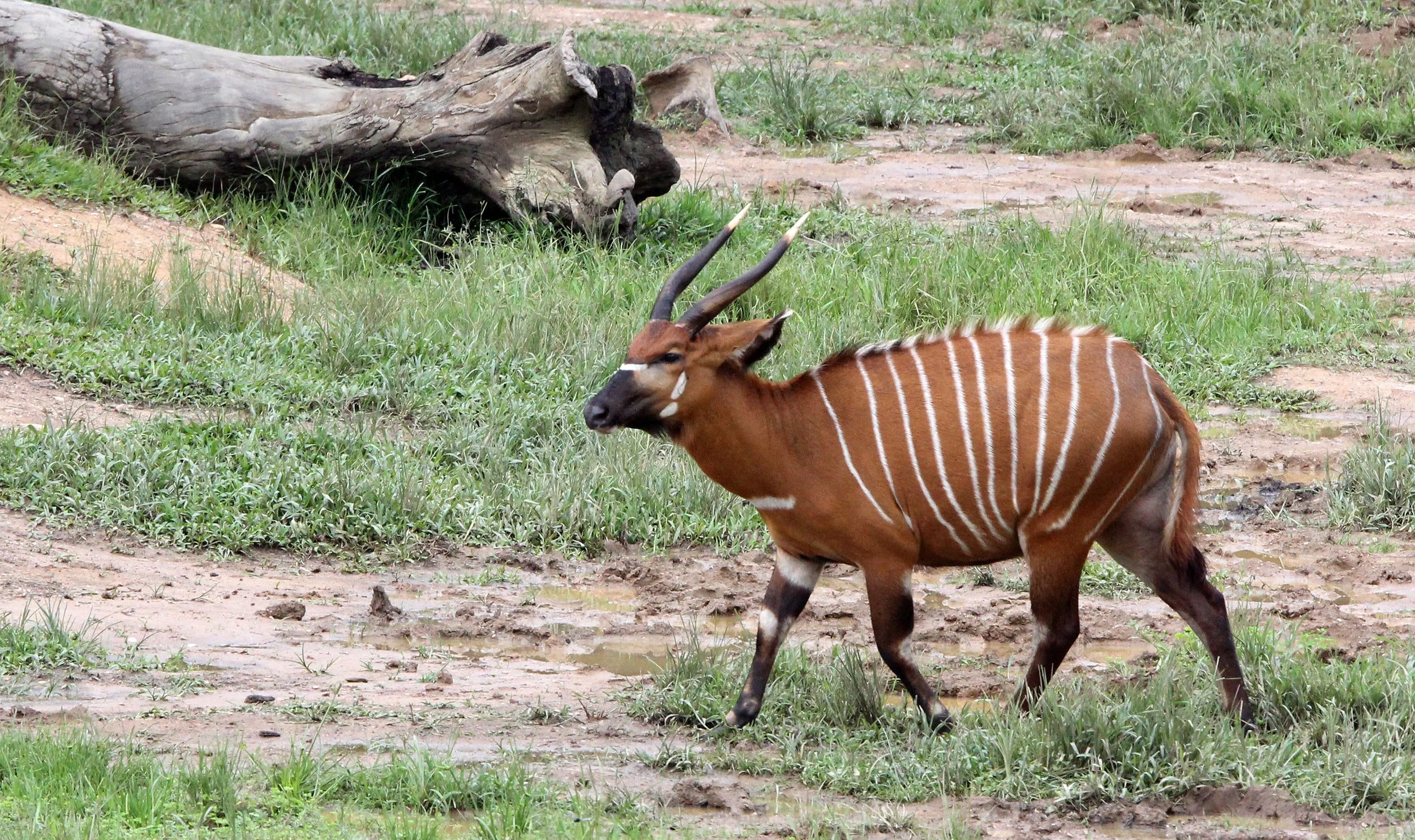 Tragelaphus eurycerus Bongo — Coke Smith Wildlife