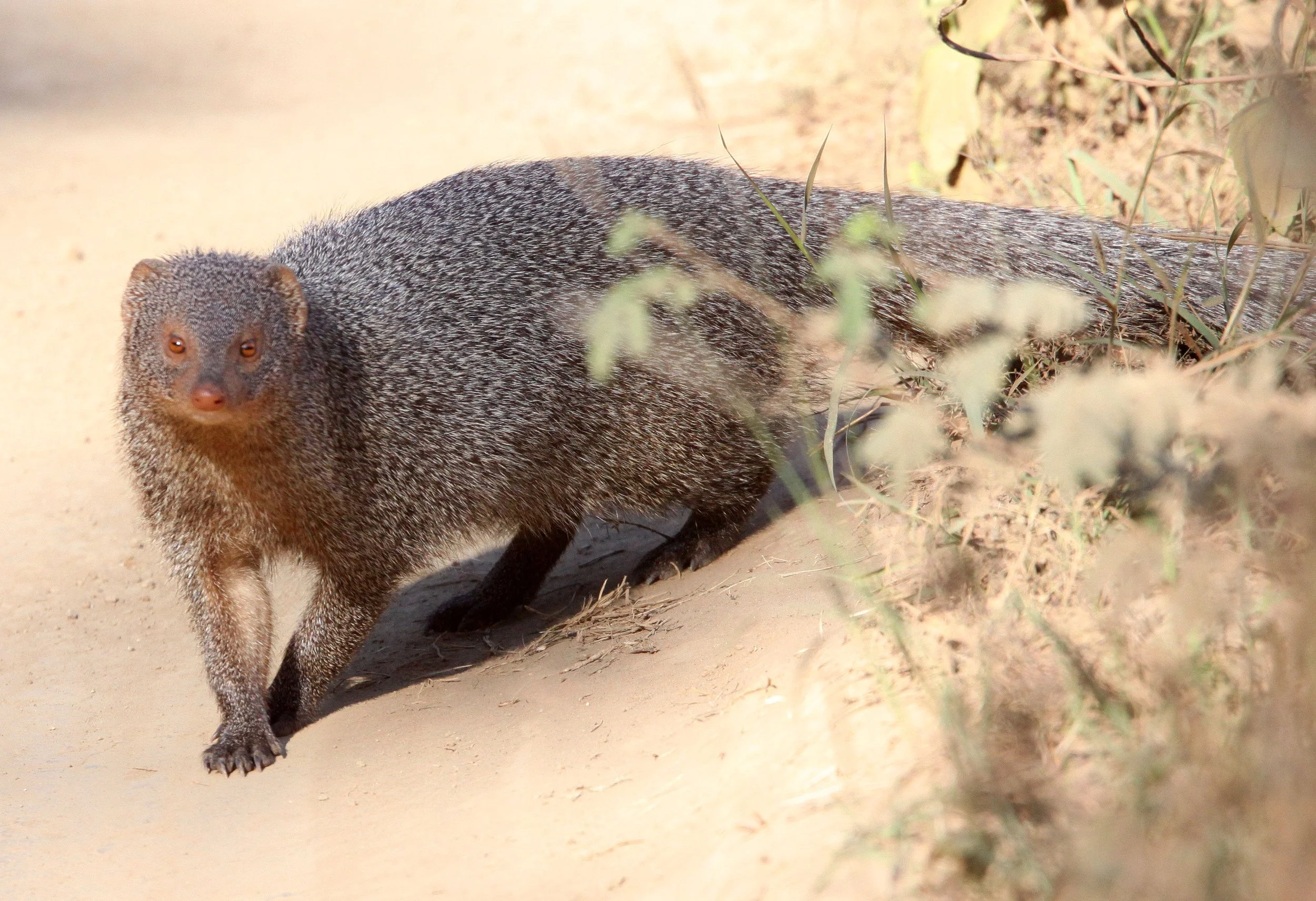 Herpestes edwardsi - Indian Grey Mongoose — Coke Smith Wildlife
