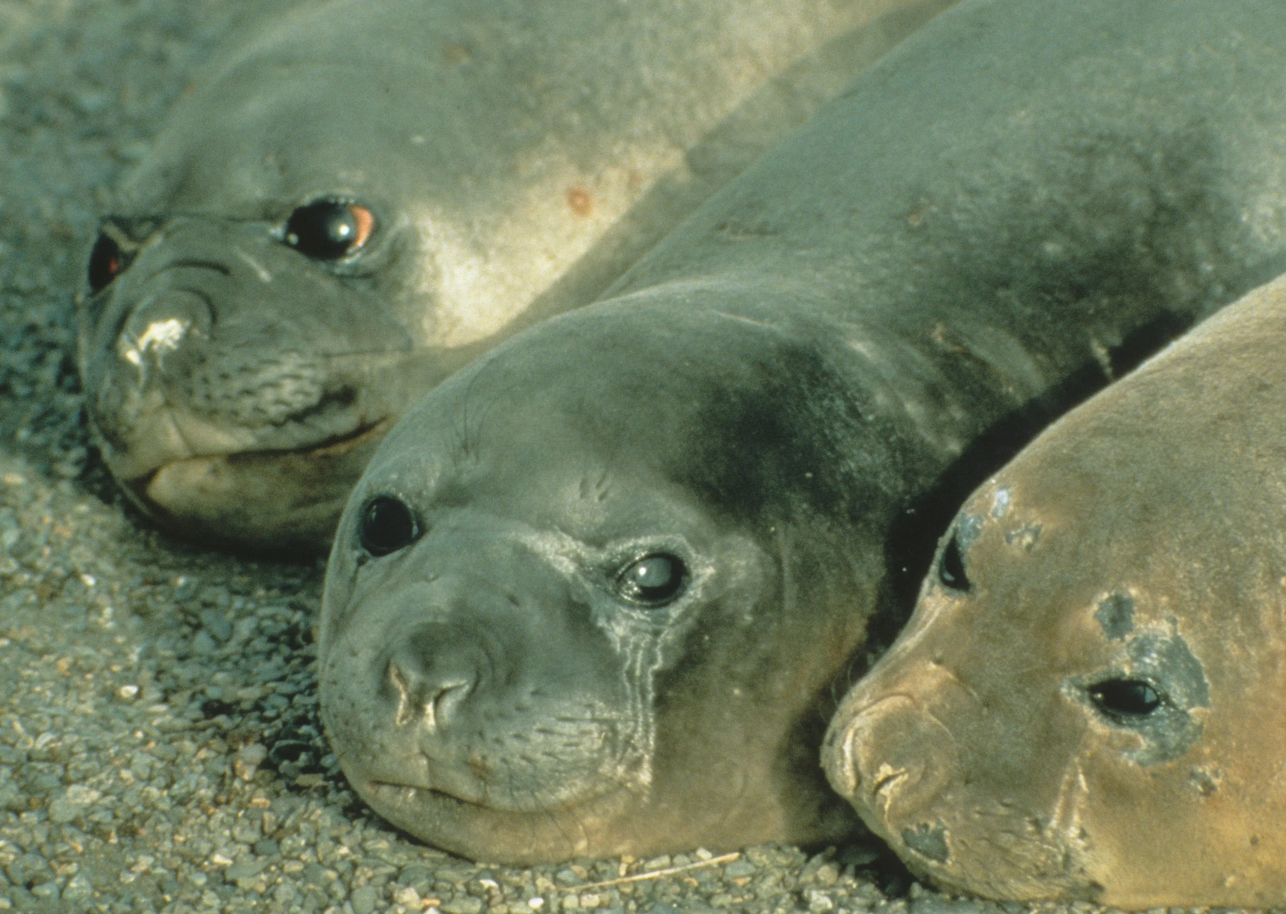 Genus Mirounga Elephant Seals — Coke Smith Wildlife