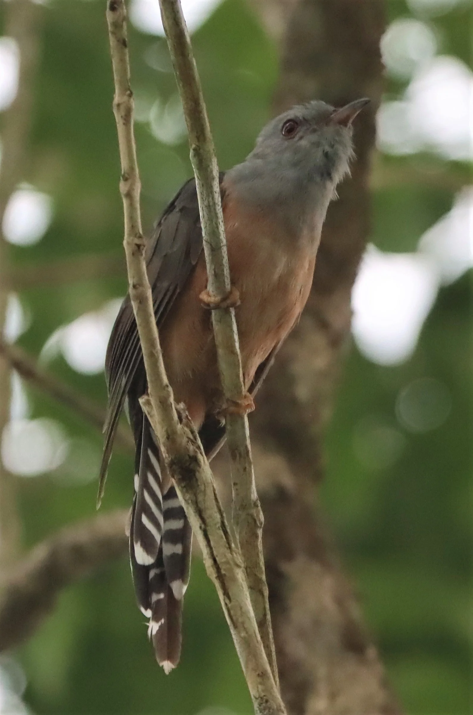 Genus Cacomantis Cuckoos — Coke Smith Wildlife