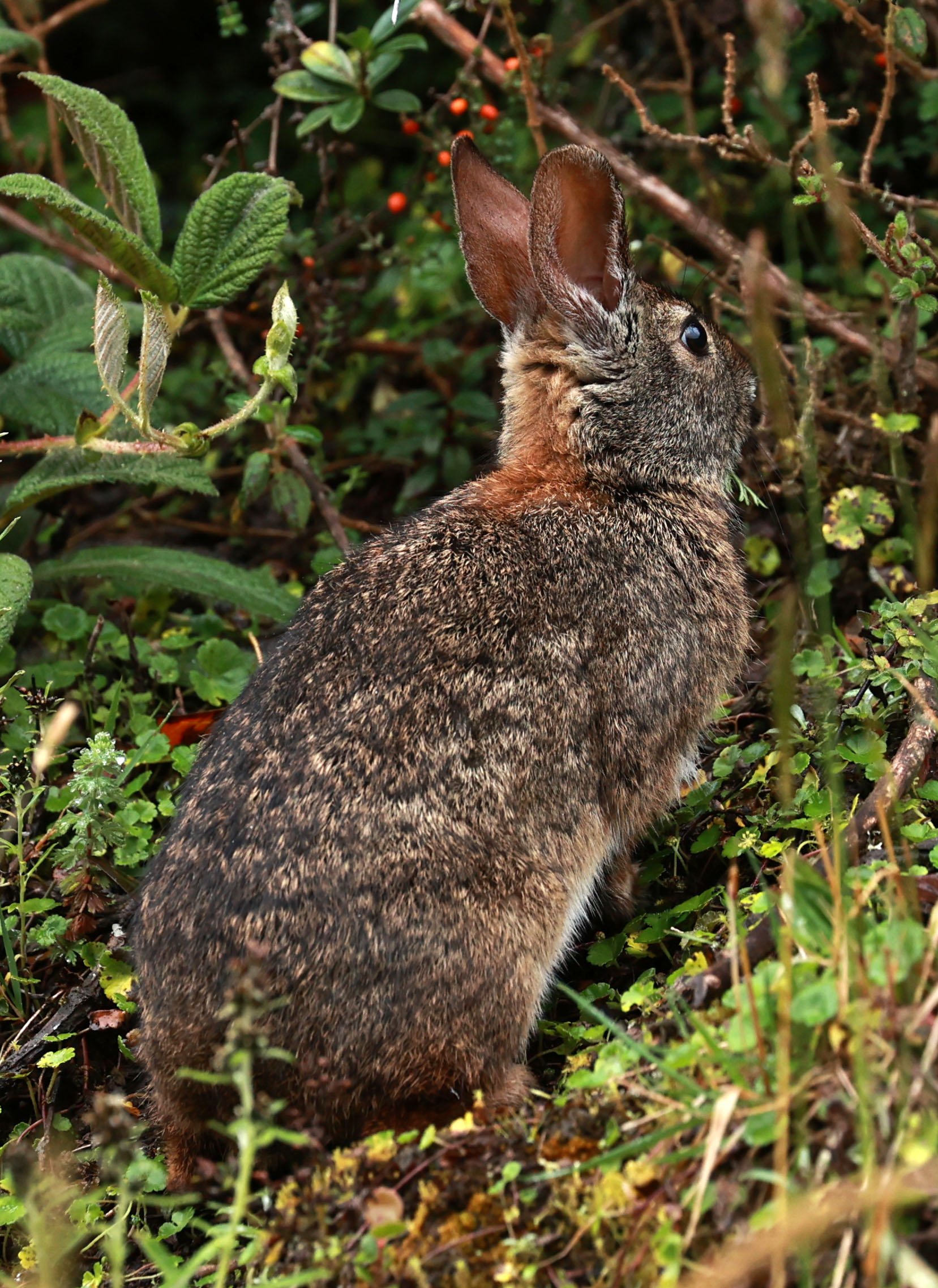 Genus Sylvilagus - Common & Andean Tapeti — Coke Smith Wildlife
