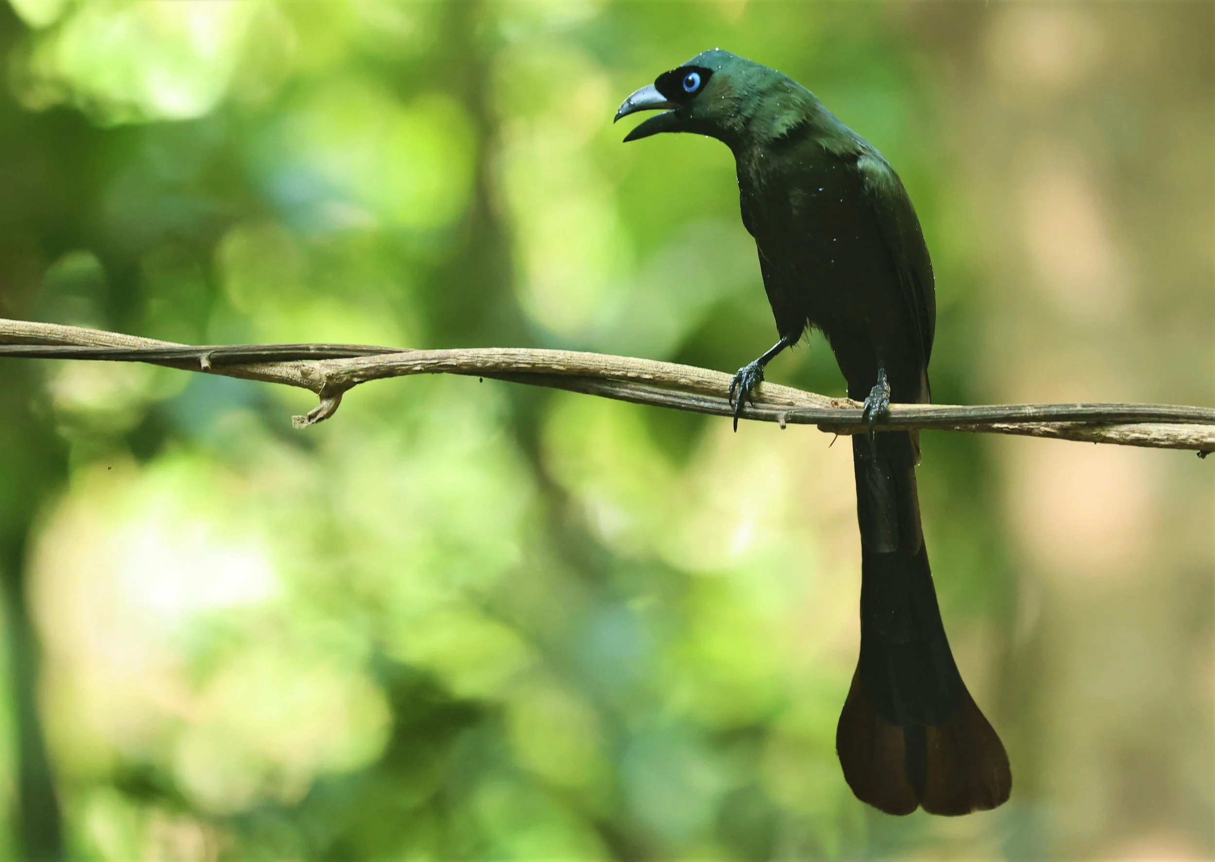 Racket-tailed Treepie (Crypsirina temia) Thailand — Coke Smith Wildlife
