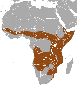 Mungos mungo - Banded Mongoose — Coke Smith Wildlife
