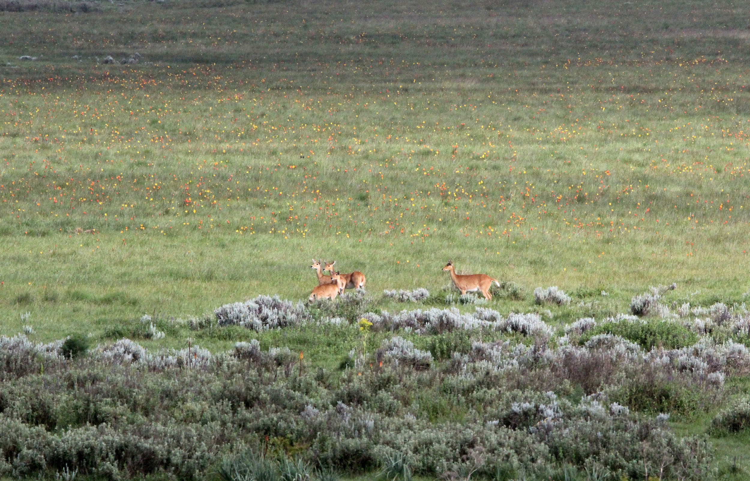 Genus Redunca Reedbucks — Coke Smith Wildlife