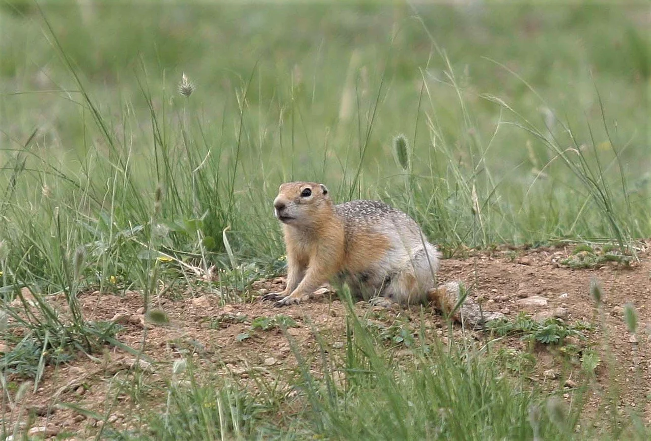 Citellus undulatus - Long-tailed Siberian Souslik (Ground Squirrel ...