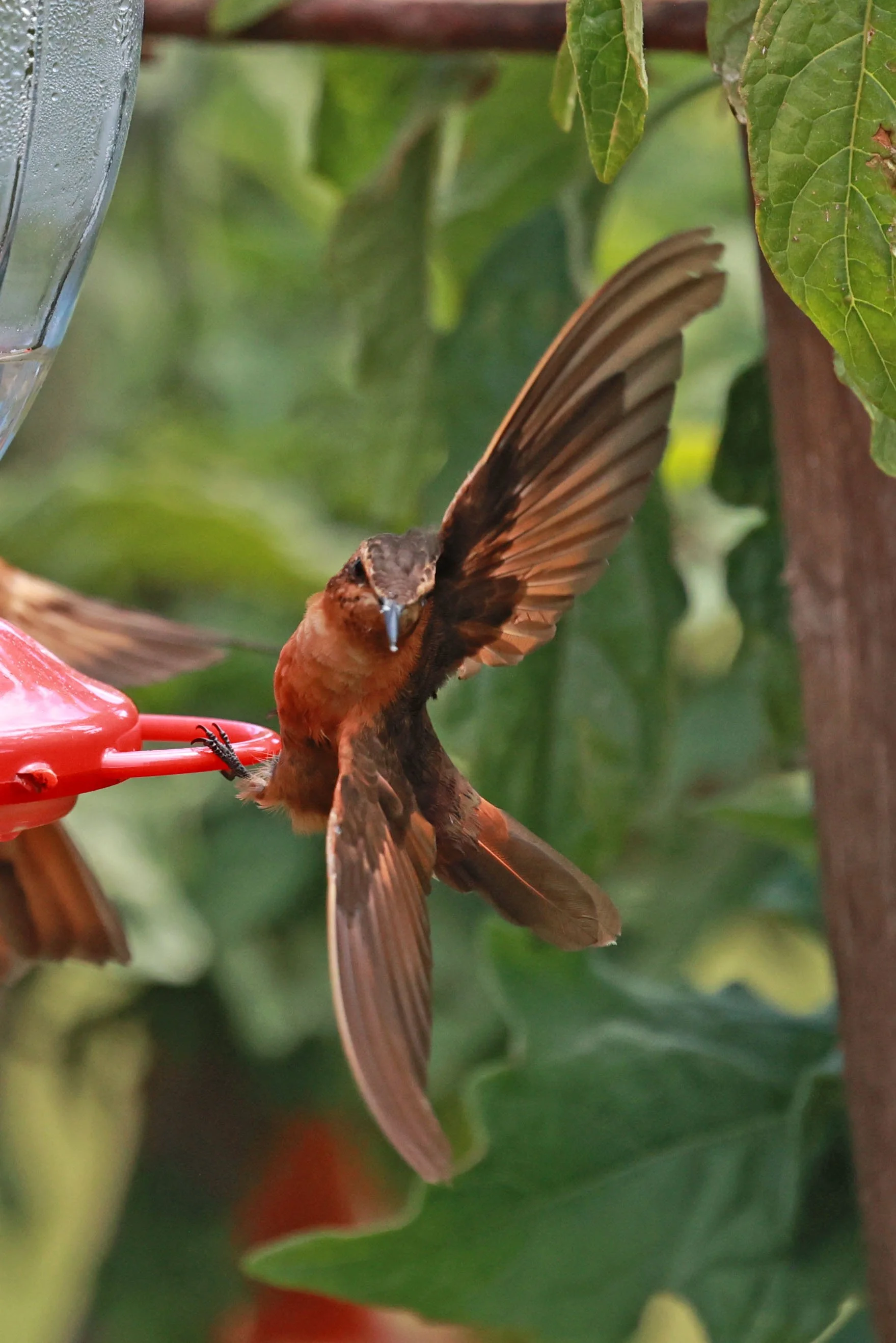 Shining Sunbeam (Aglaeactis cupripennis) Antisana NP — Coke Smith Wildlife