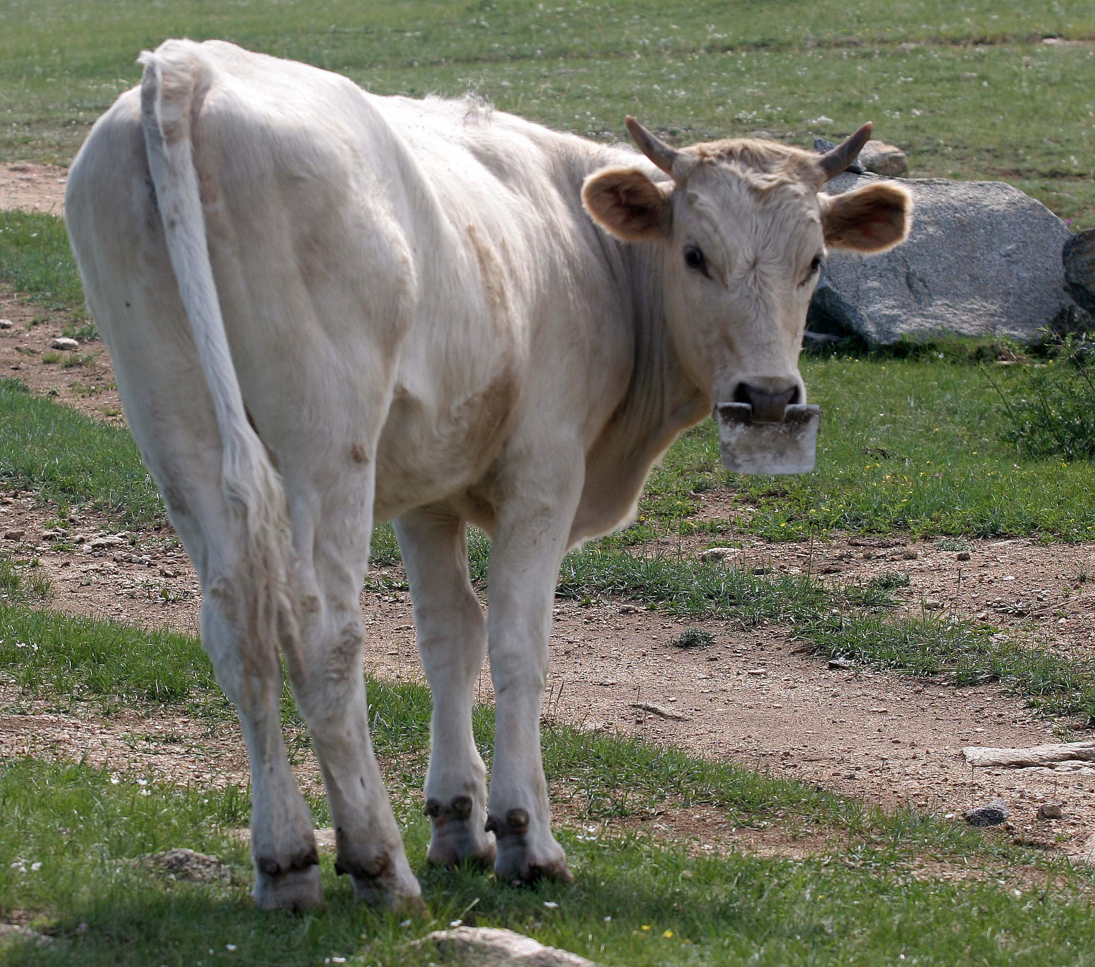 Bos Taurus Domestic Cattle — Coke Smith Wildlife