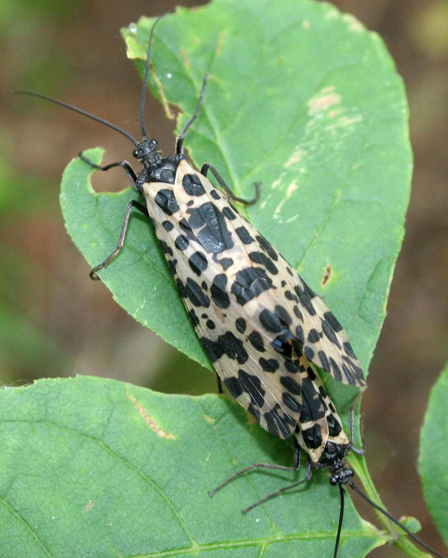 Order Trichoptera - Caddisflies — Coke Smith Wildlife