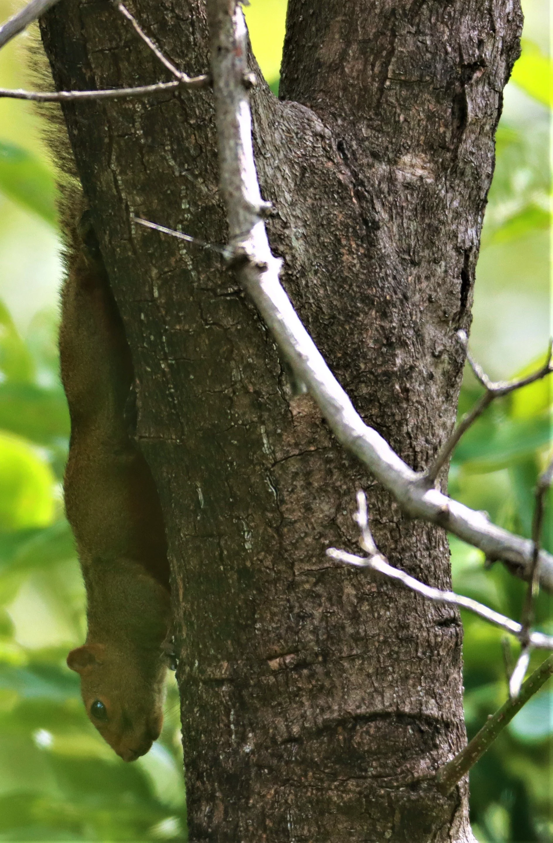 Callosciurus erythraeus - Pallas's Squirrel — Coke Smith Wildlife