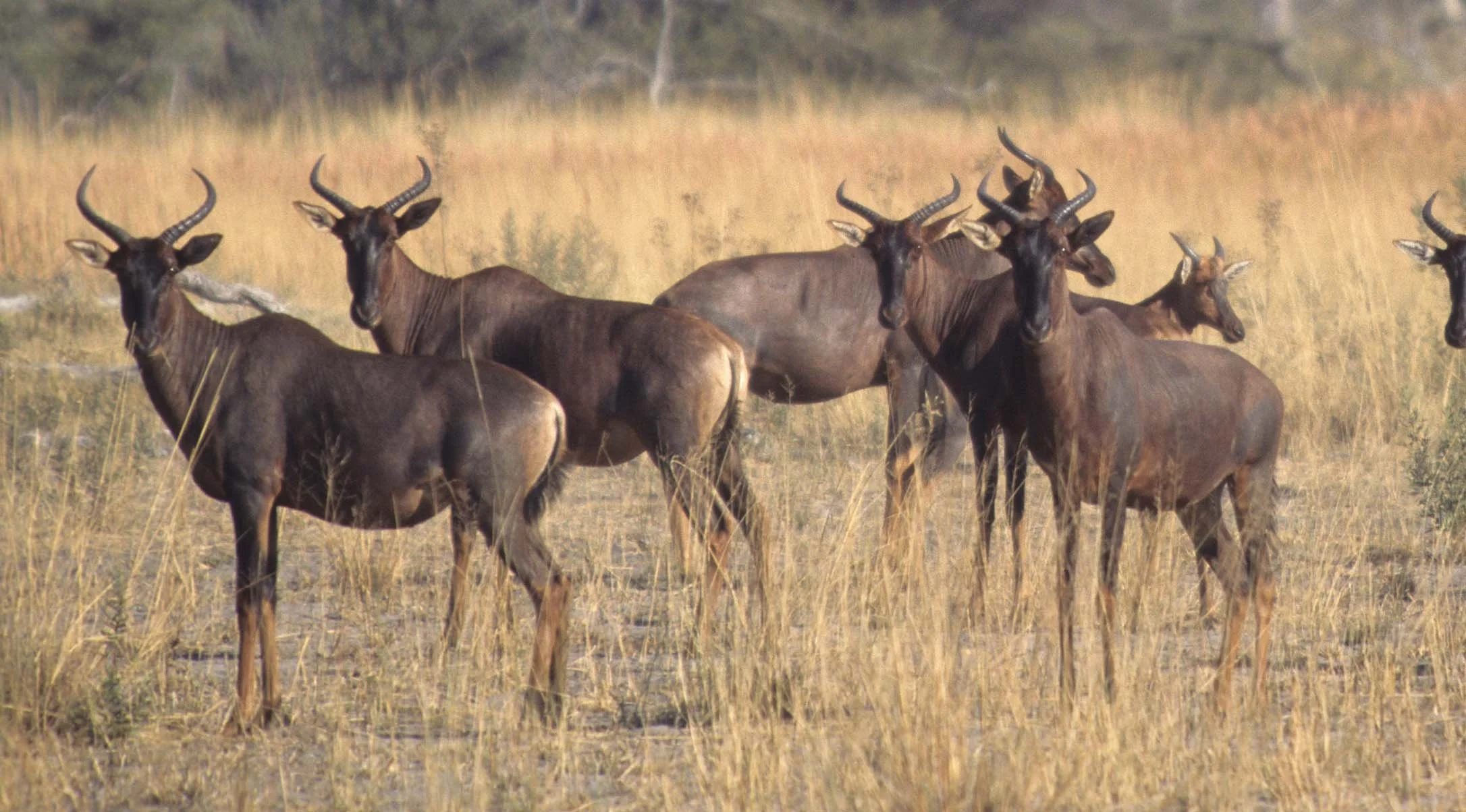 Genus Damaliscus Tsessebe & Topi — Coke Smith Wildlife