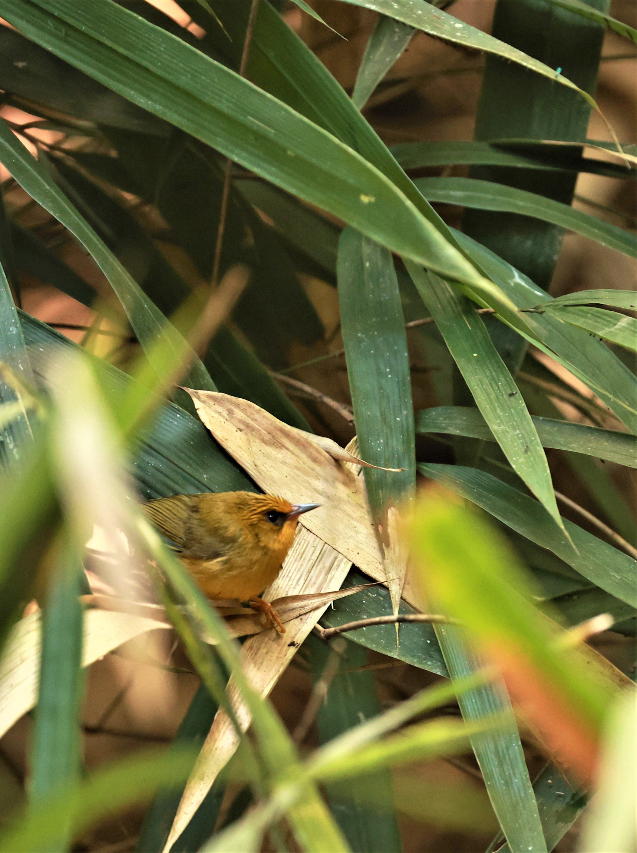 Golden Babbler (Cyanoderma chrysaeum) Thailand — Coke Smith Wildlife