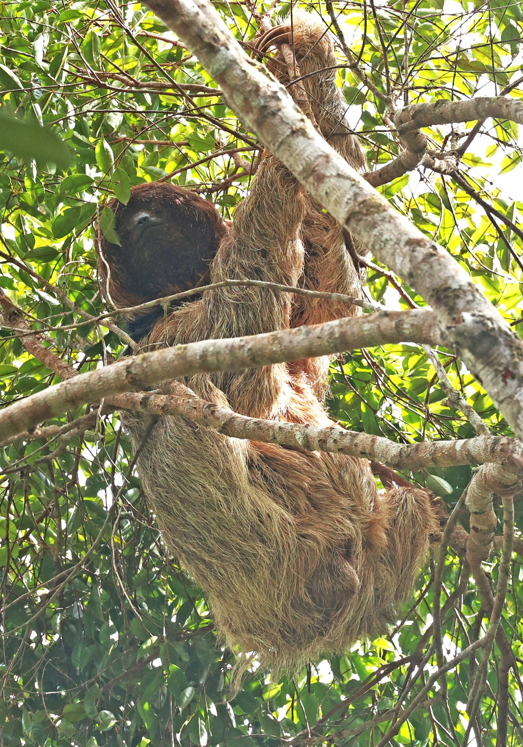 Northern & Southern Maned Sloths — Coke Smith Wildlife