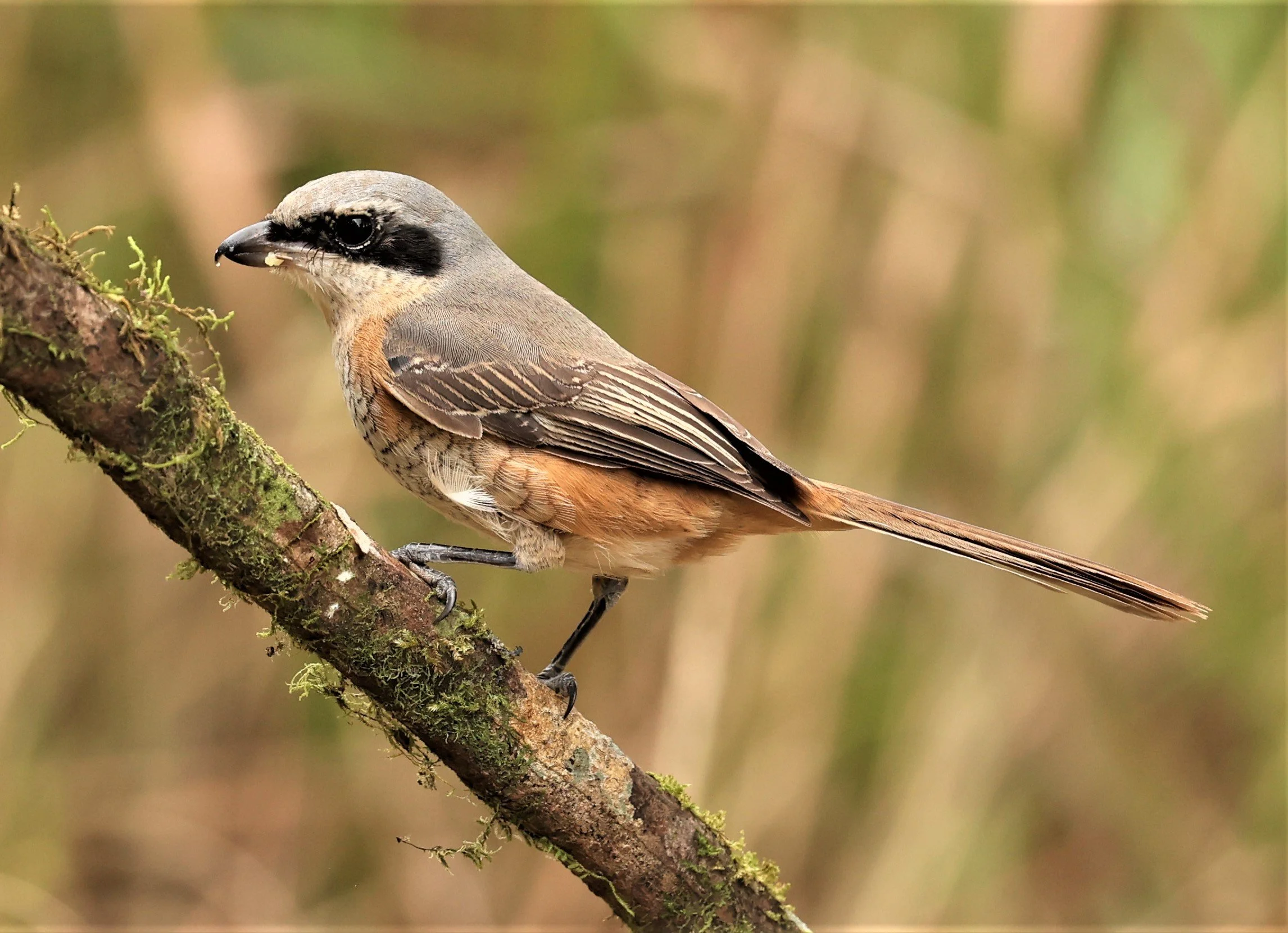 Chinese Grey Shrike (Lanius sphenocercus) & Grey-backed Shrike (Lanius ...