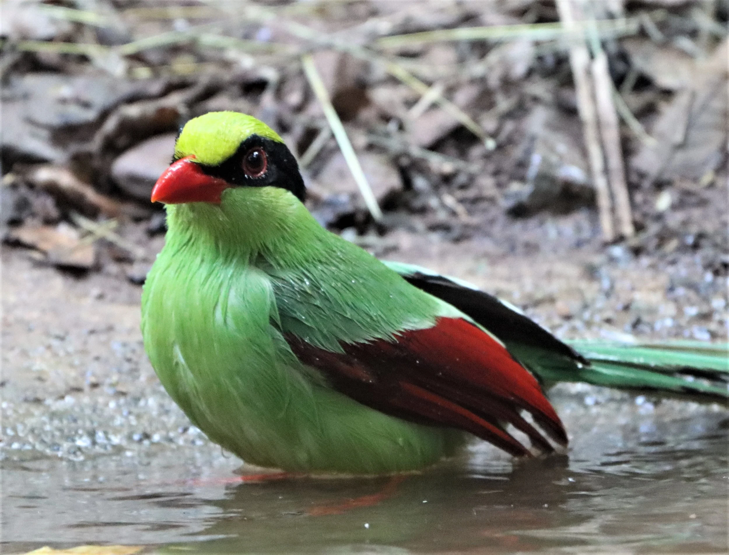 Common Green Magpie (Cissa chinensis) Thailand — Coke Smith Wildlife