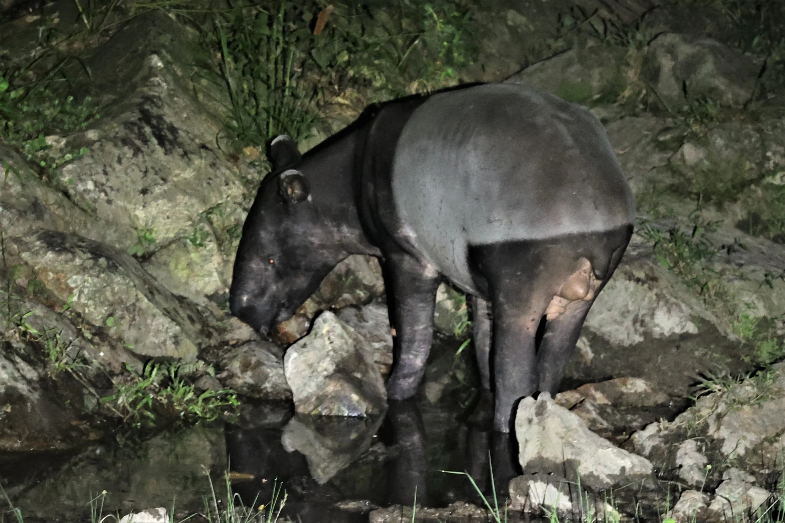 Tapirus indicus Malayan Tapir — Coke Smith Wildlife