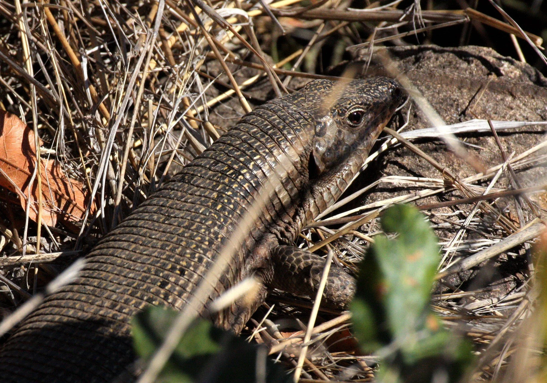 Family Anguidae - Alligator Lizards — Coke Smith Wildlife