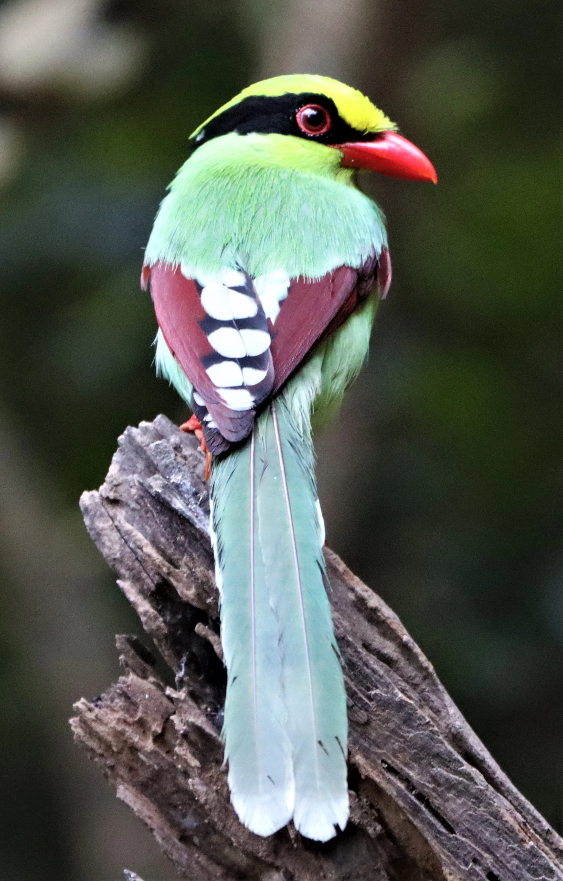 Common Green Magpie (Cissa chinensis) Thailand — Coke Smith Wildlife