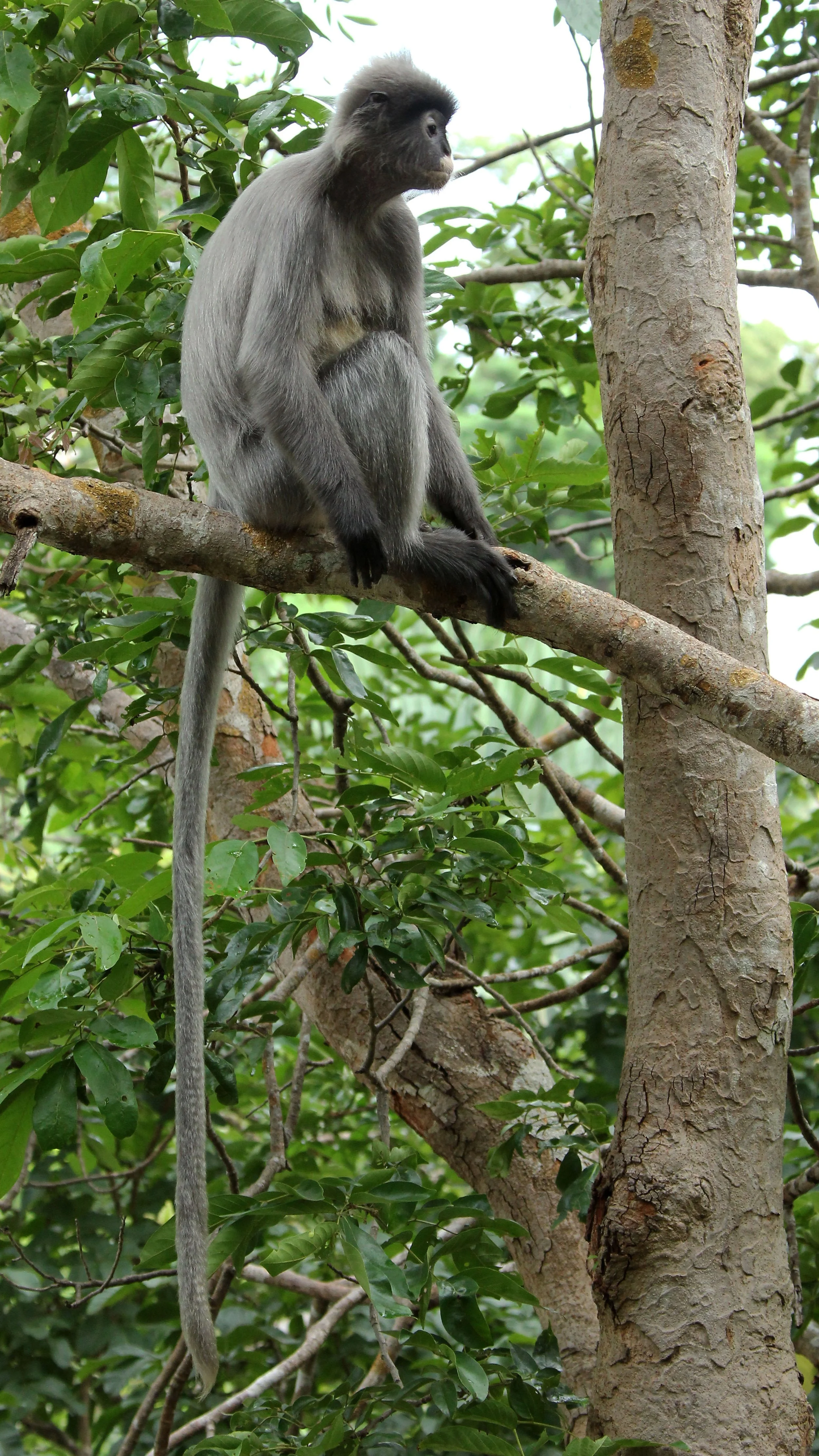 Trachypithecus crepusculus Indochinese Gray Langur — Coke Smith Wildlife