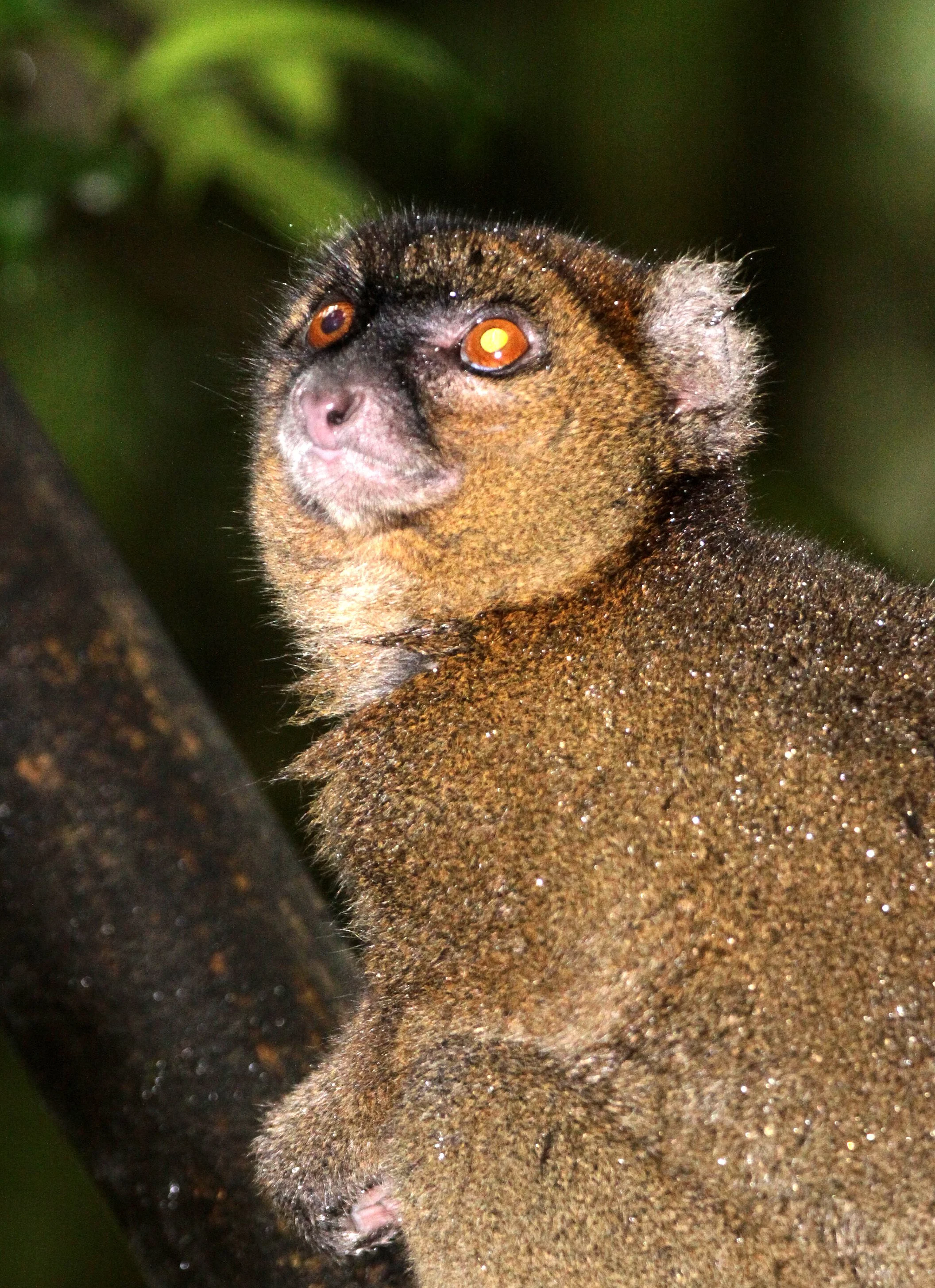 Prolemur simus Greater Bamboo Lemur — Coke Smith Wildlife