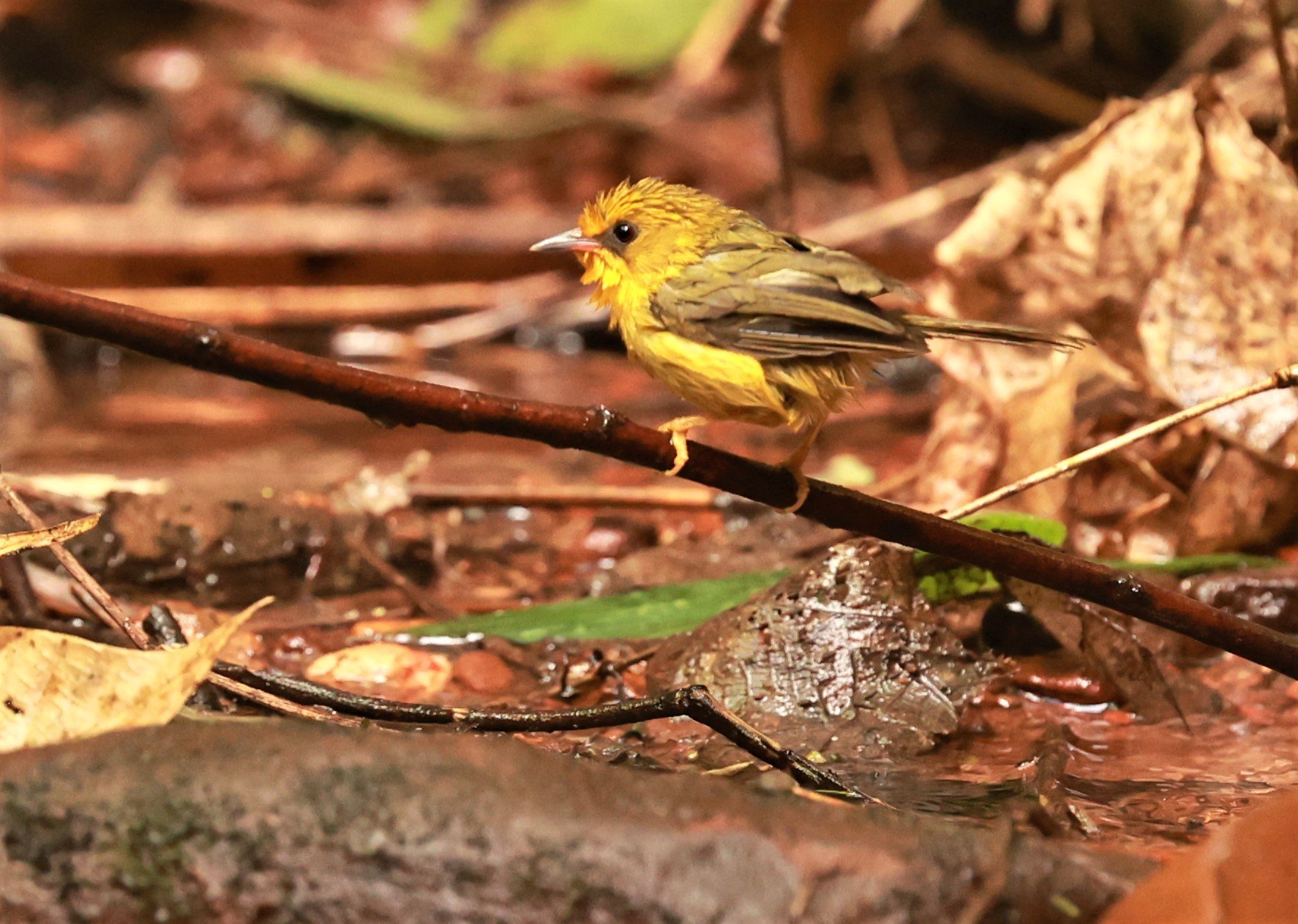Golden Babbler (Cyanoderma chrysaeum) Thailand — Coke Smith Wildlife