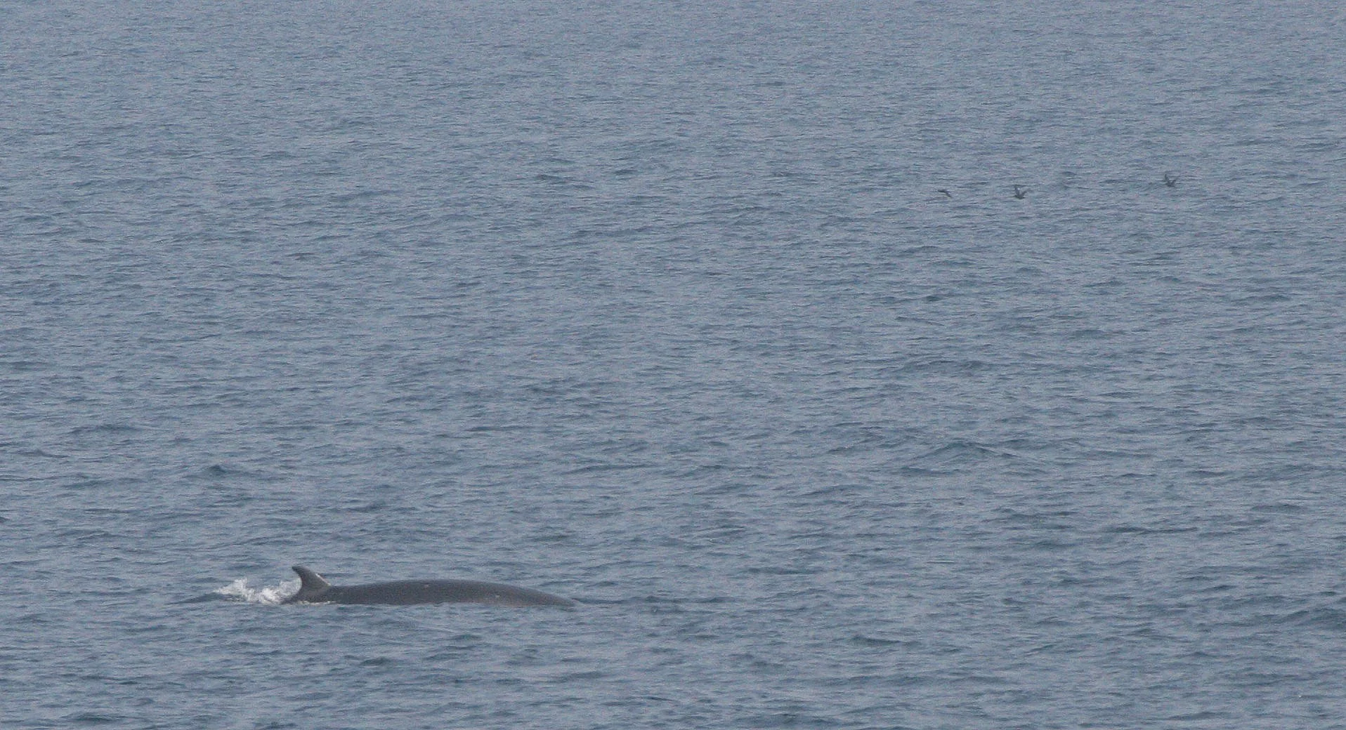Balaenoptera acutorostrata Common Northern Minke Whale — Coke Smith ...