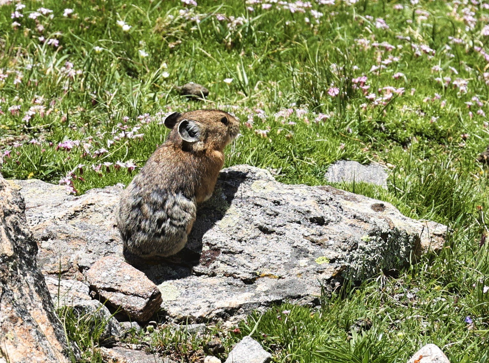 Genus Ochotona the Pika — Coke Smith Wildlife