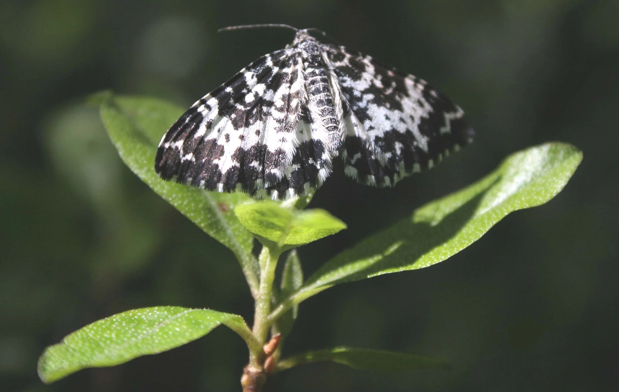 Family Geometridae - Geometer Moths — Coke Smith Wildlife