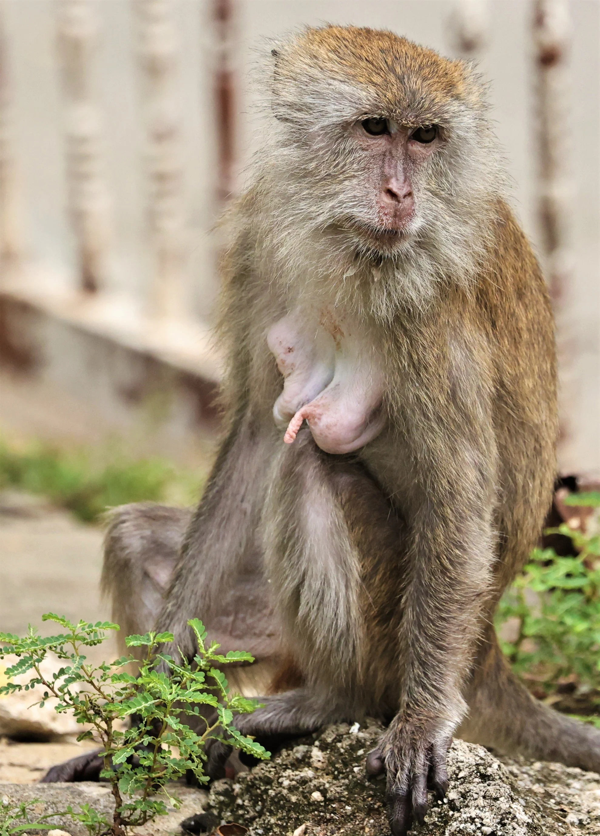 Macaca fascicularis Long-tailed Macaque — Coke Smith Wildlife