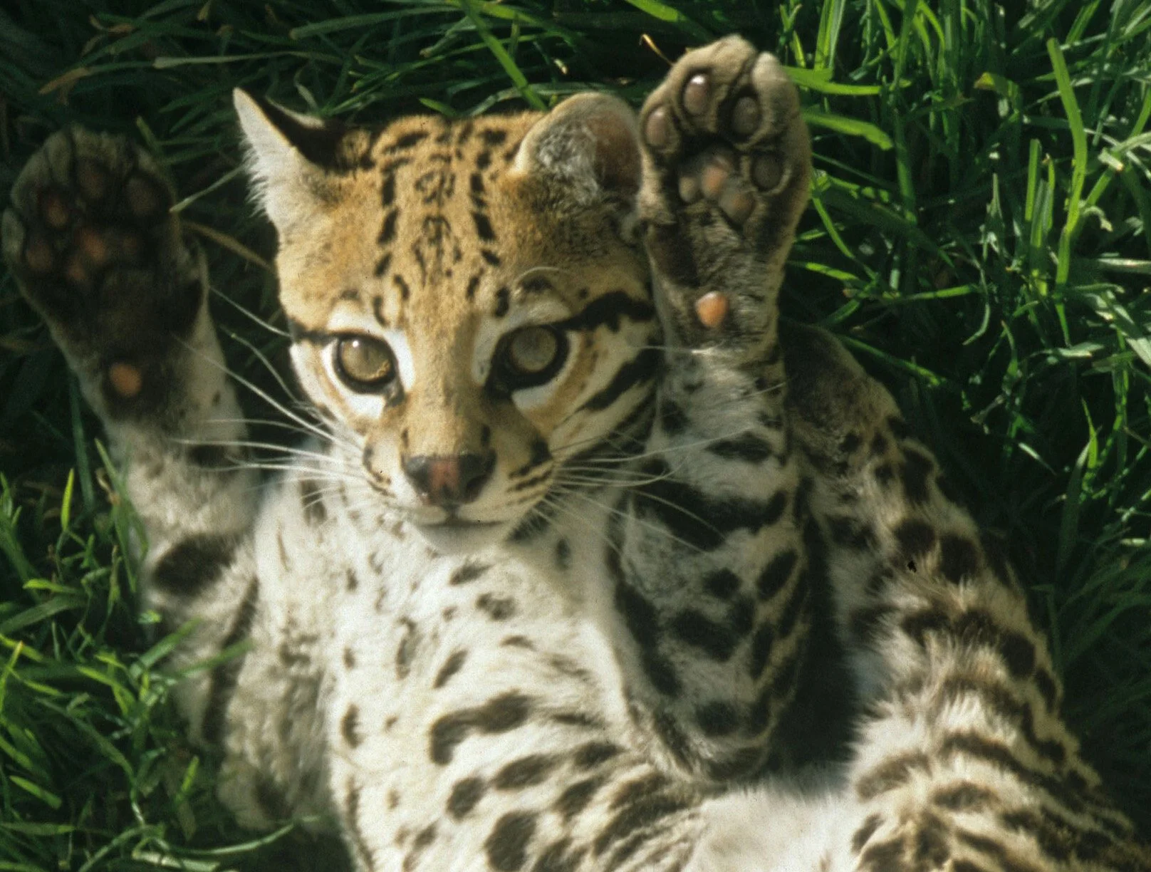 Genus Leopardus Ocelots & Margay — Coke Smith Wildlife