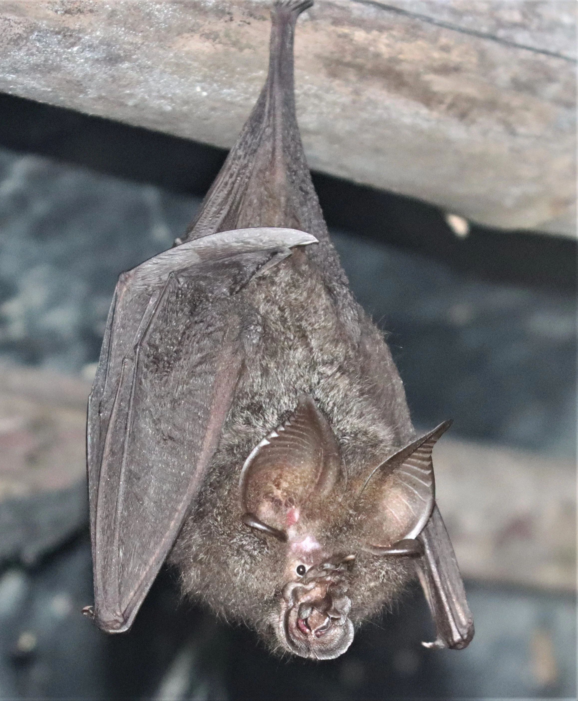 Rhinolophus luctus - Great Woolly Horseshoe Bat — Coke Smith Wildlife