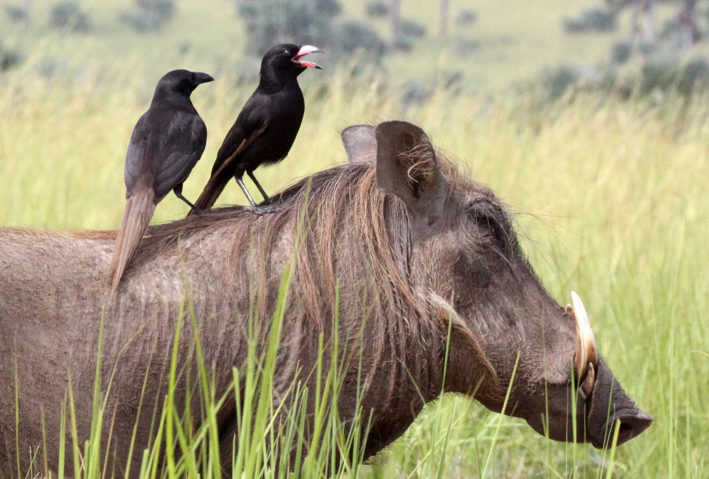 Piapiac (Ptilostomus afer) Uganda — Coke Smith Wildlife