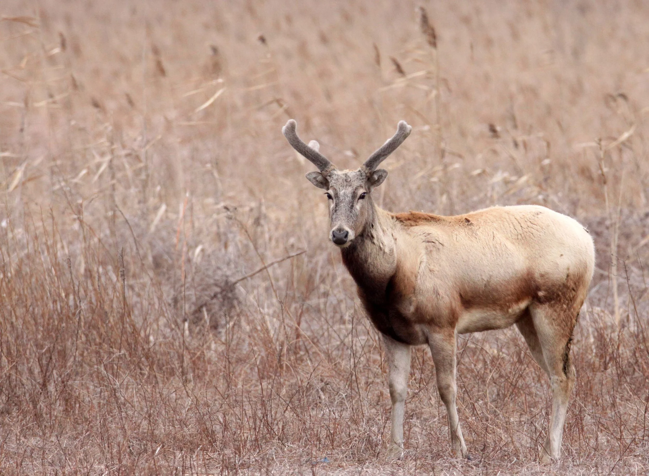 Pere David’s Deer (Elaphurus davidianus) — Coke Smith Wildlife