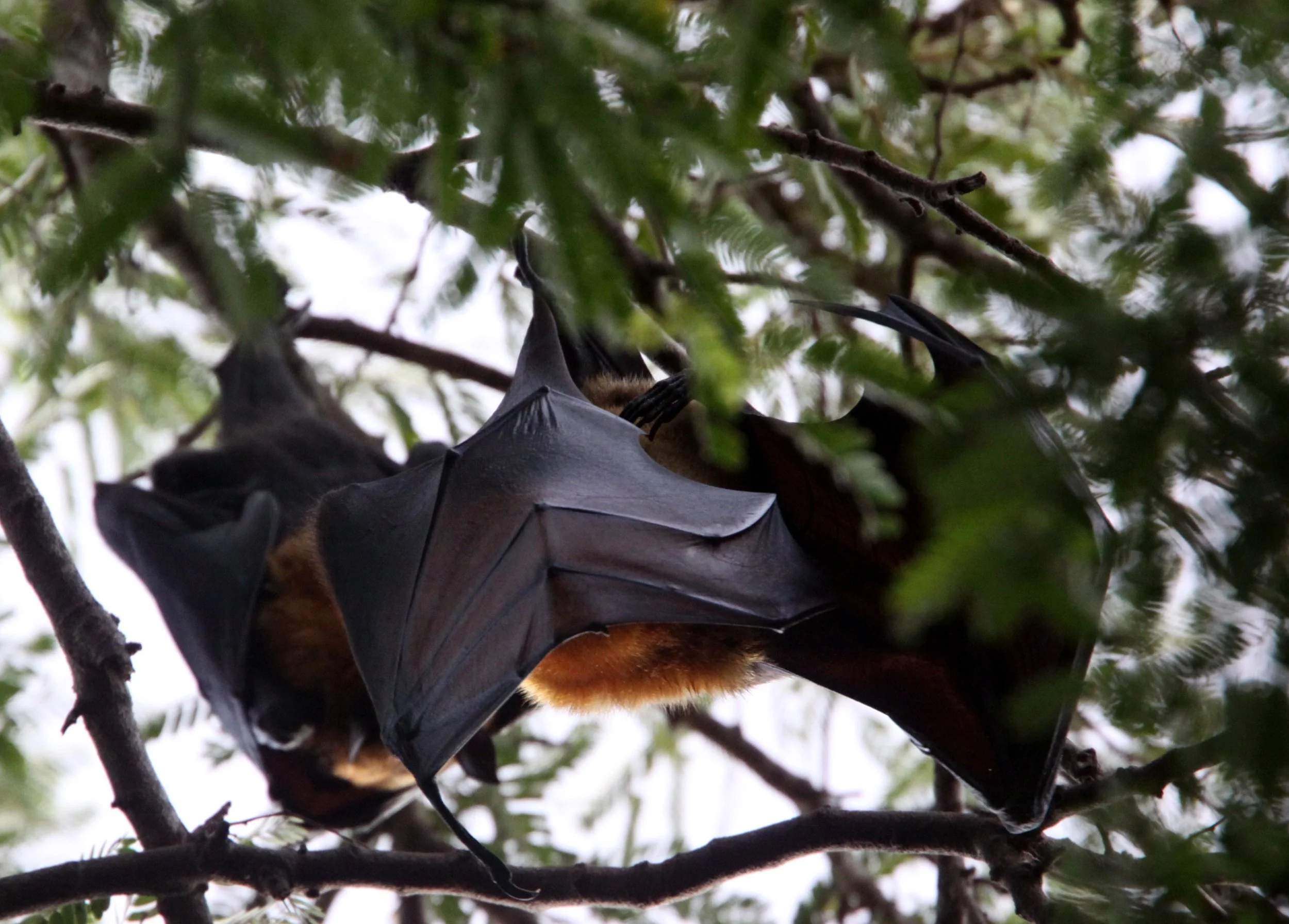 Pteropus rufus - Madagascar Flying Fox — Coke Smith Wildlife